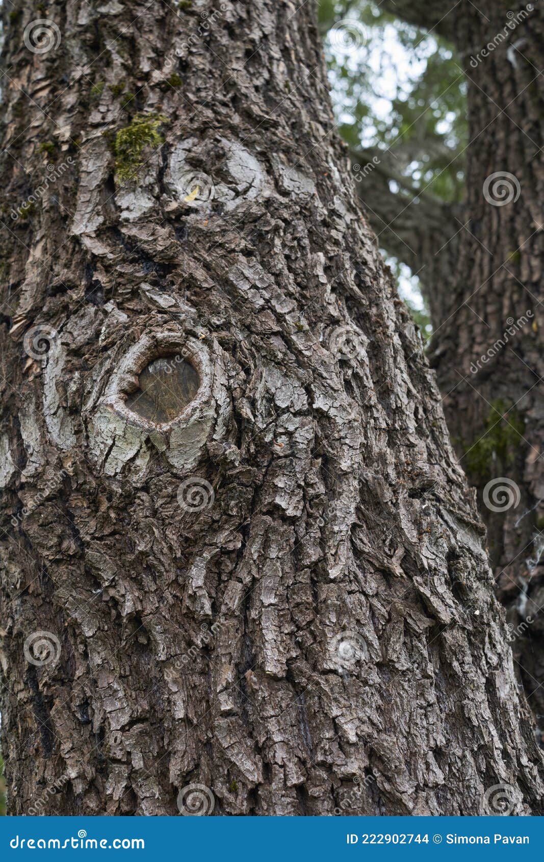 Salix alba bark close up stock photo. Image of background - 222902744