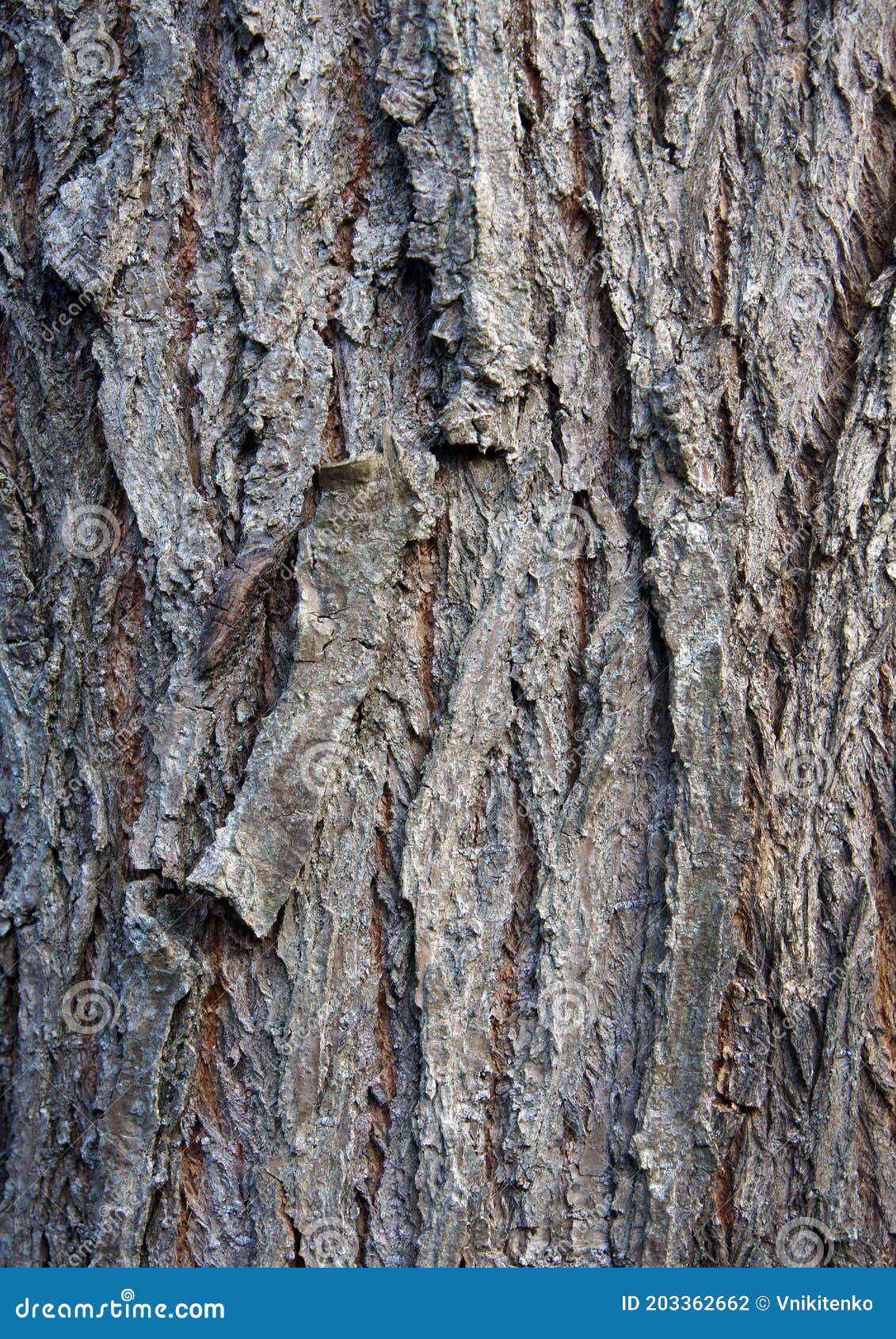 Salix alba bark stock photo. Image of textured, nature - 203362662