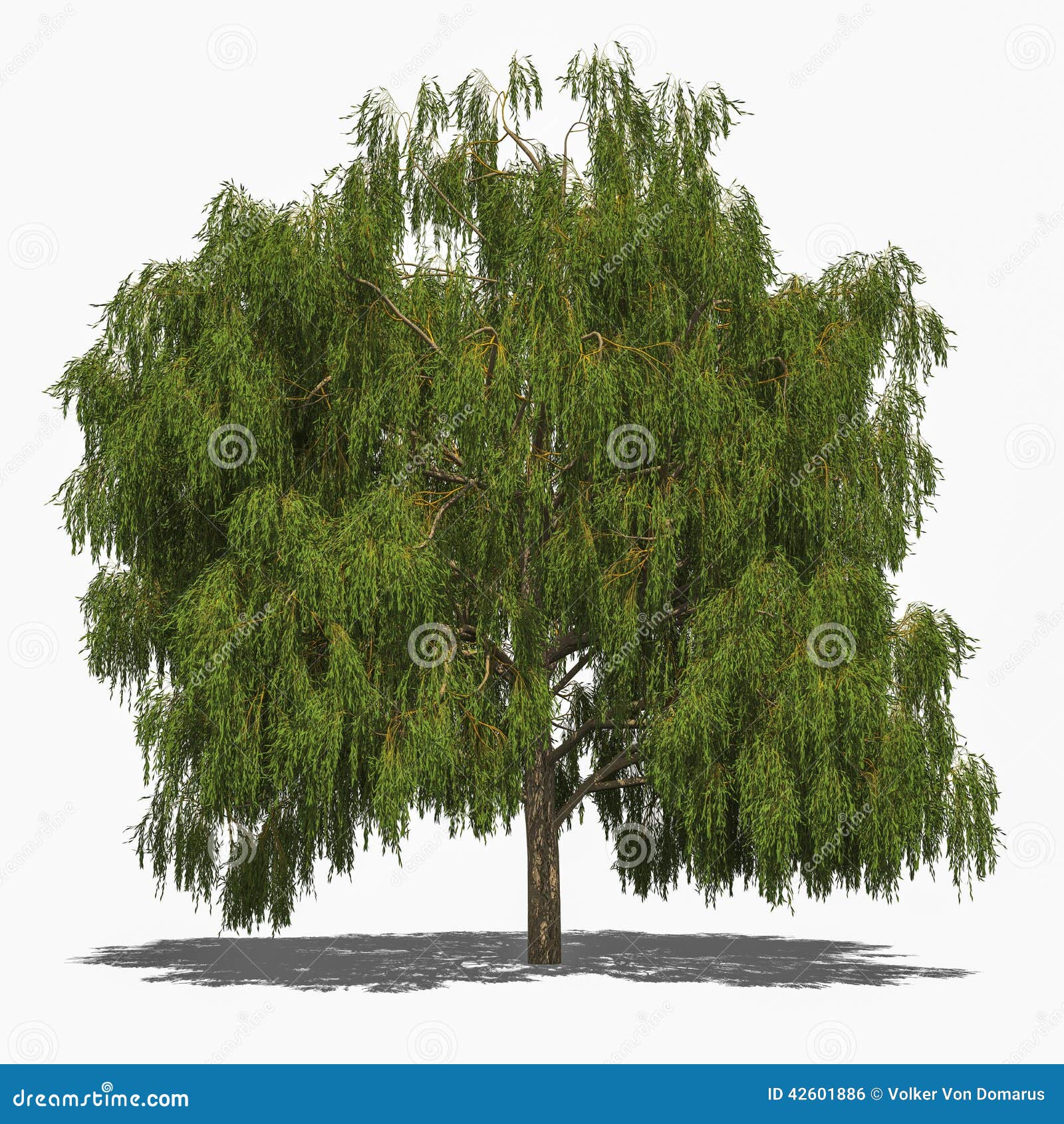 3d Illustration Of Salix Integra Tree Isolated On Black Background ...