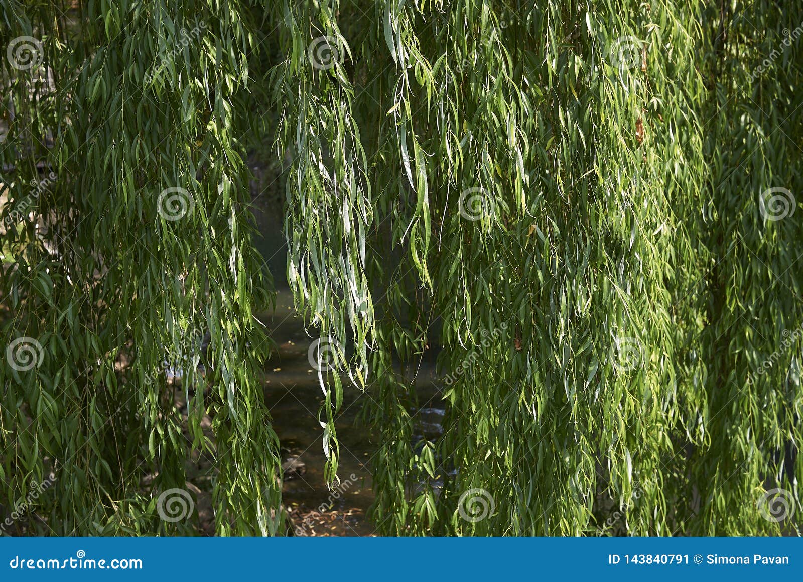 Salix Babylonica Fresh Foliage Stock Image - Image of botanical, garden ...