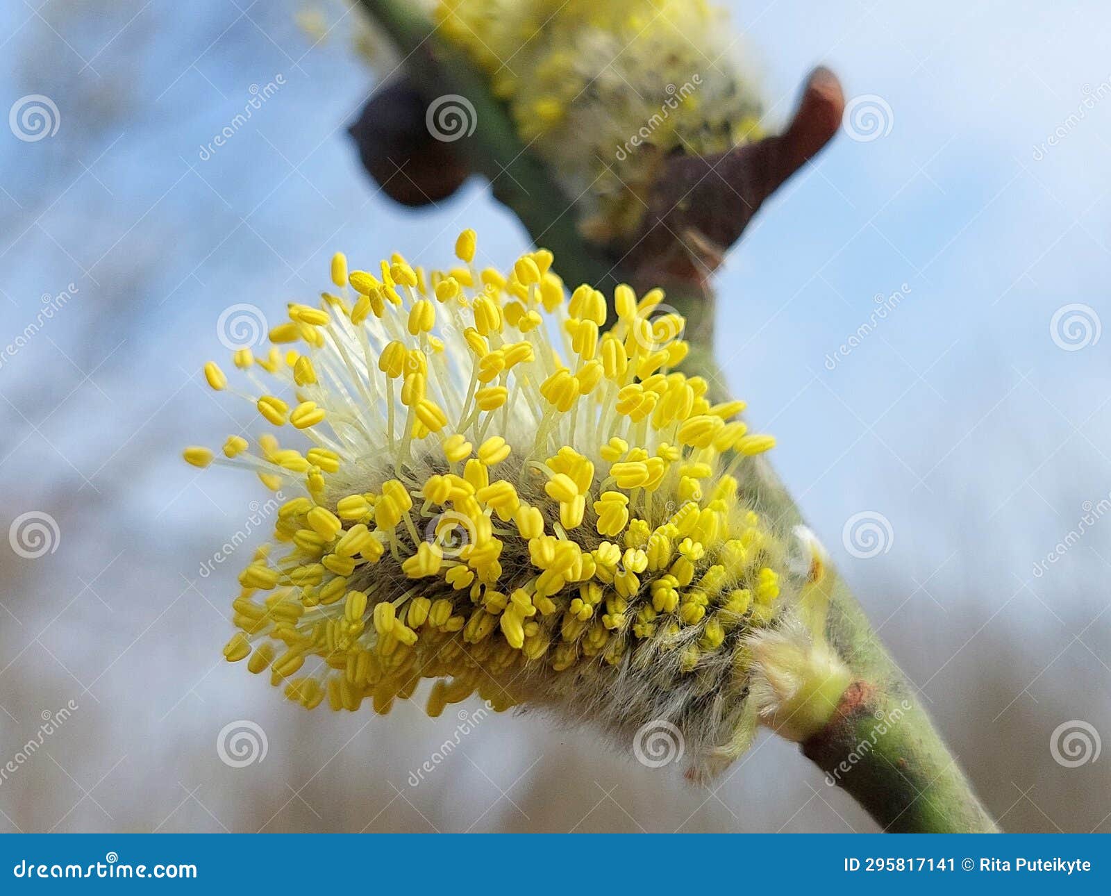 Salix stock image. Image of willow, lithuania, nature - 295817141
