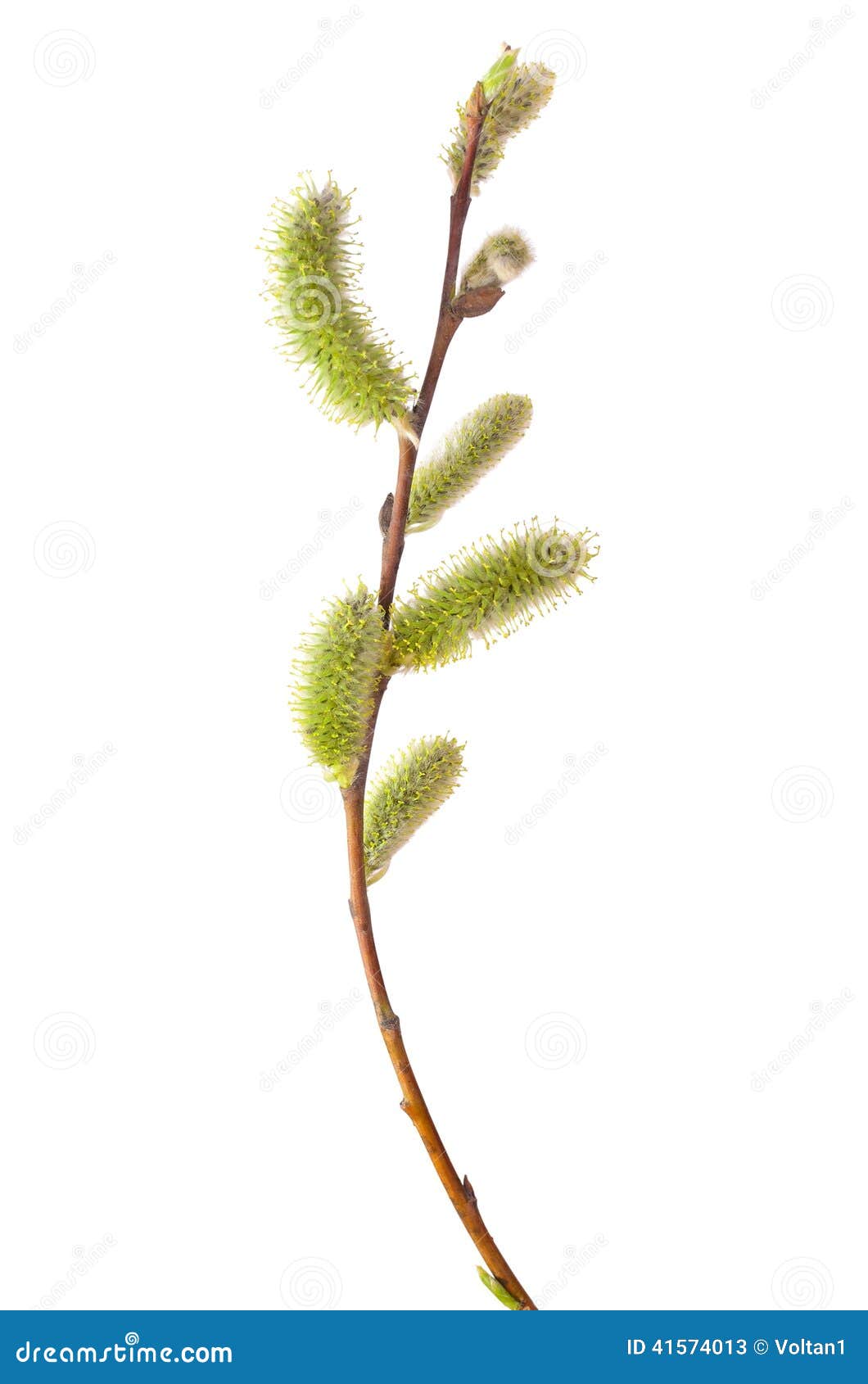 Salix branch stock image. Image of isolated, symbol, salix - 41574013