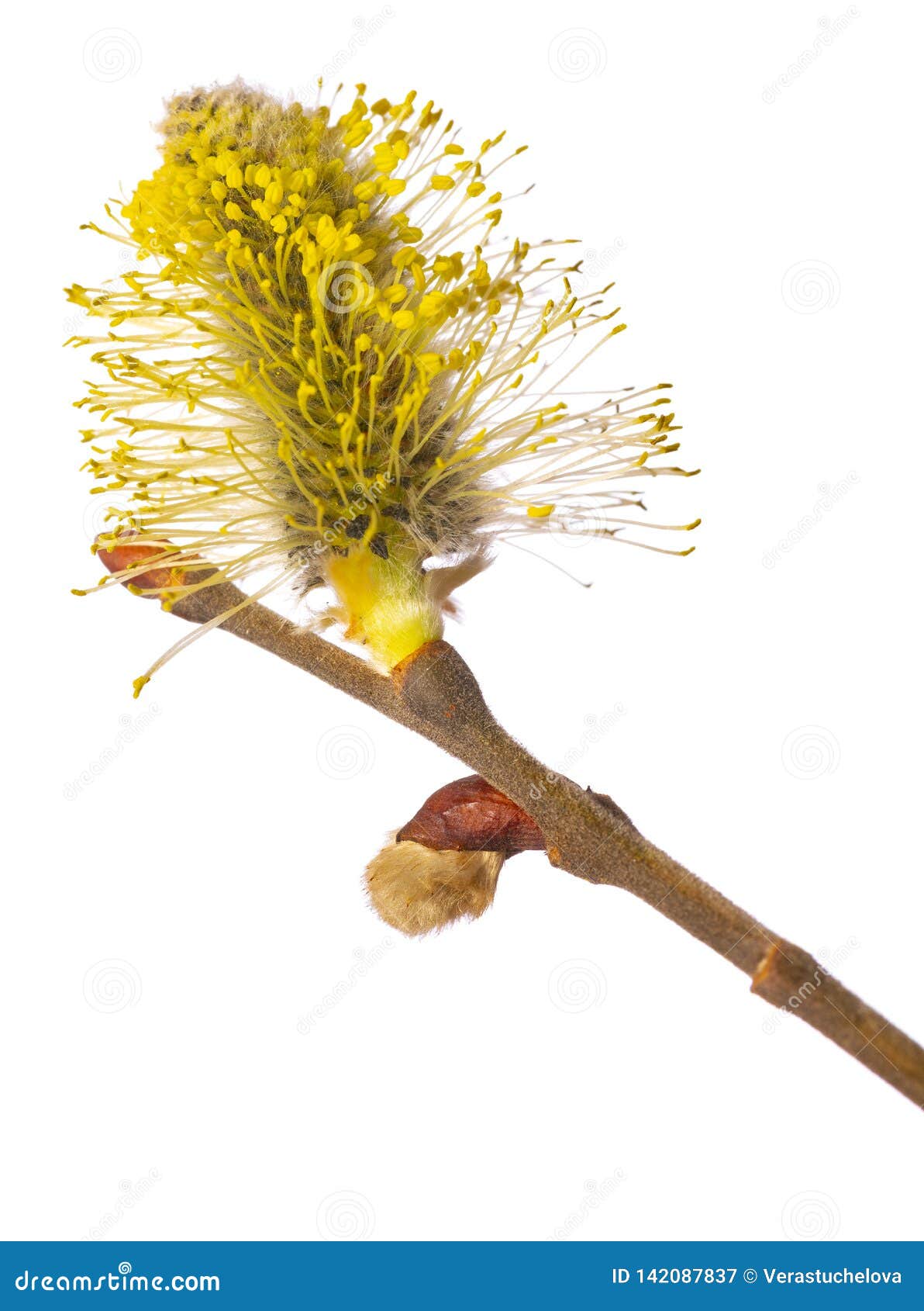 Salix Caprea, Goat Willow, Willow, Great Sallow Stock Image - Image of ...