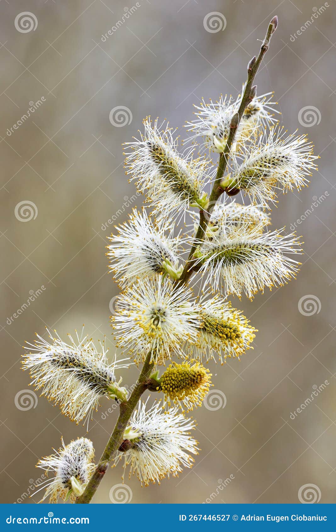 Salix Caprea, Goat Willow, Willow Stock Image - Image of beautiful ...