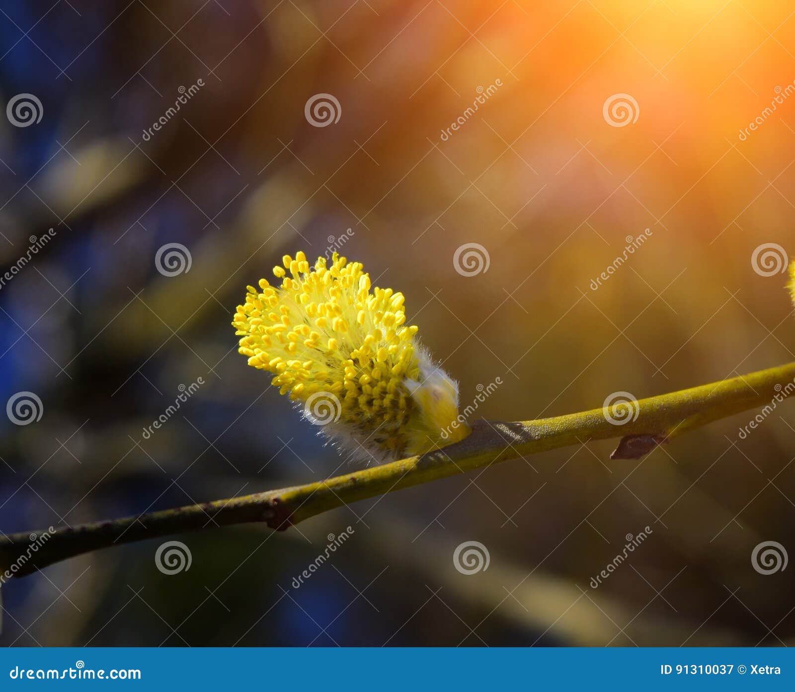 Goat Willow. Fragile Willow Blooming In Spring. Willow Twigs With Young ...