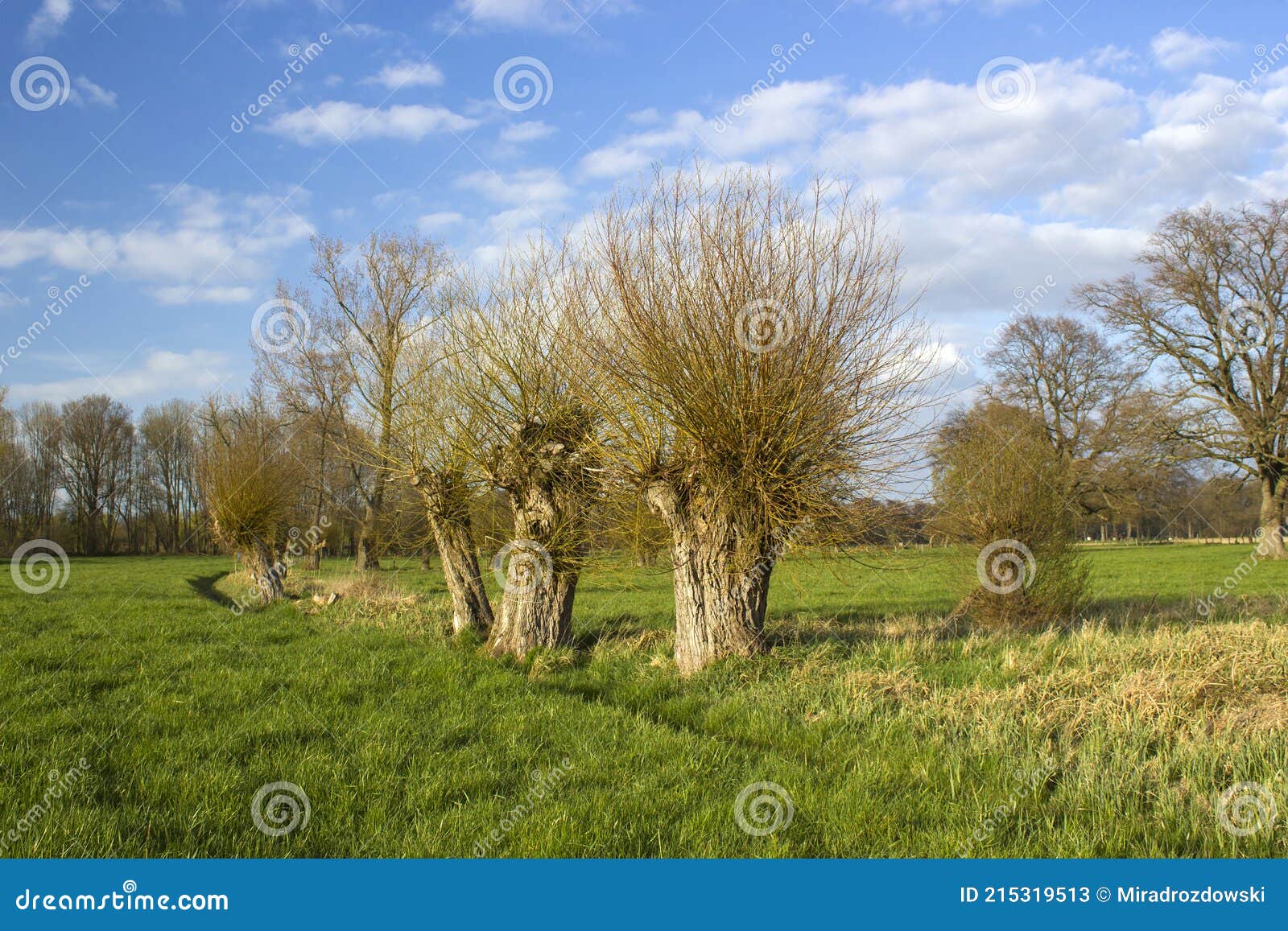 Salix Caprea, Goat Willow, Willow, Great Sallow Royalty-Free Stock ...