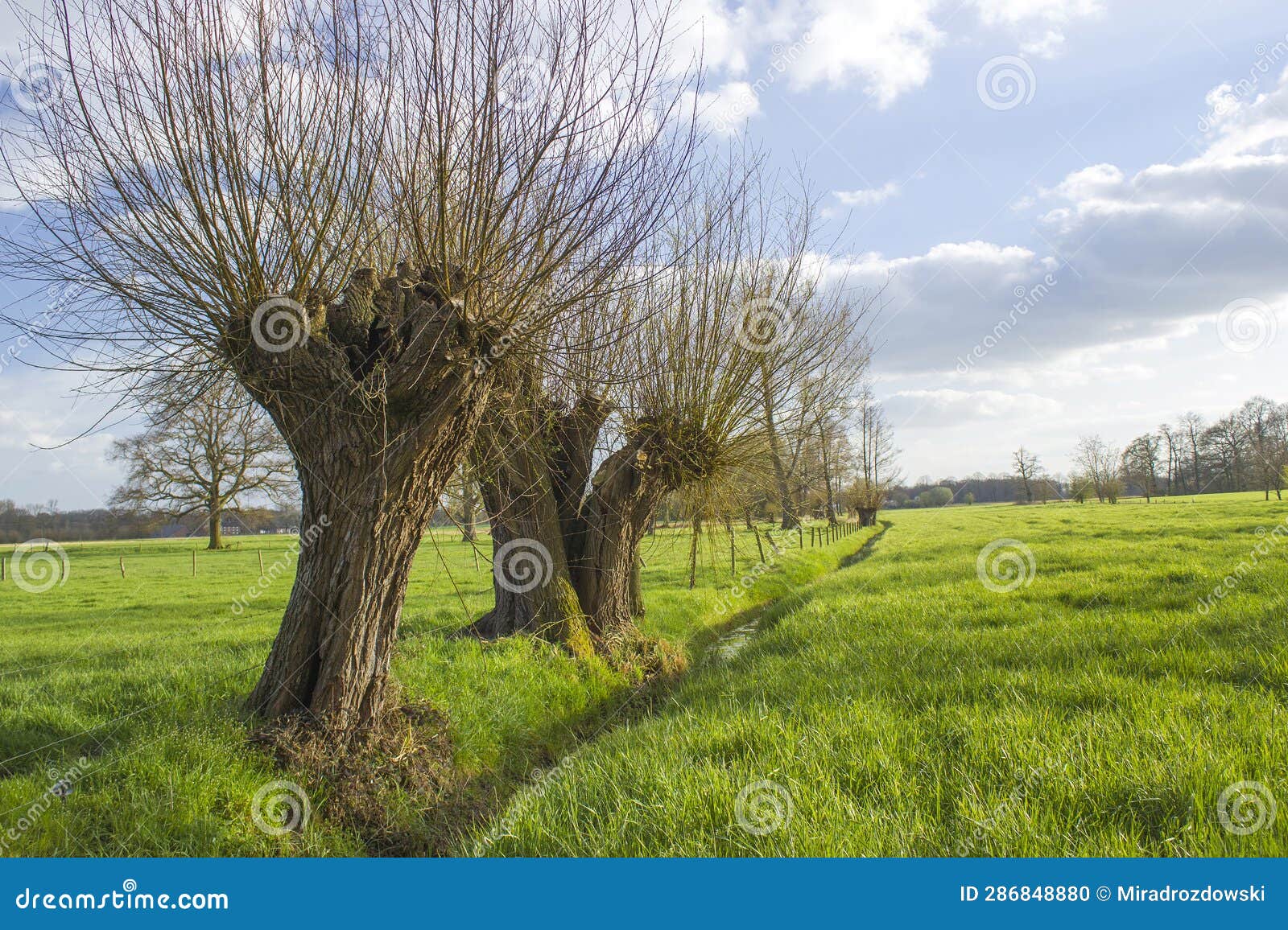 Salix Caprea - Willow Grove Stock Photo - Image of plant, beautiful ...
