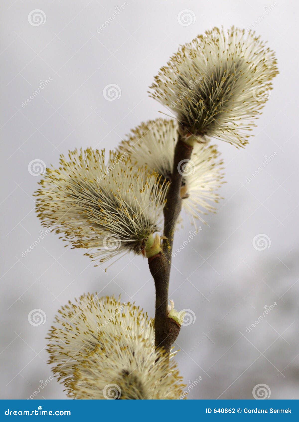 Disease Of Salix Leaves Close-up. Damage To Gall Mites. Aculus ...