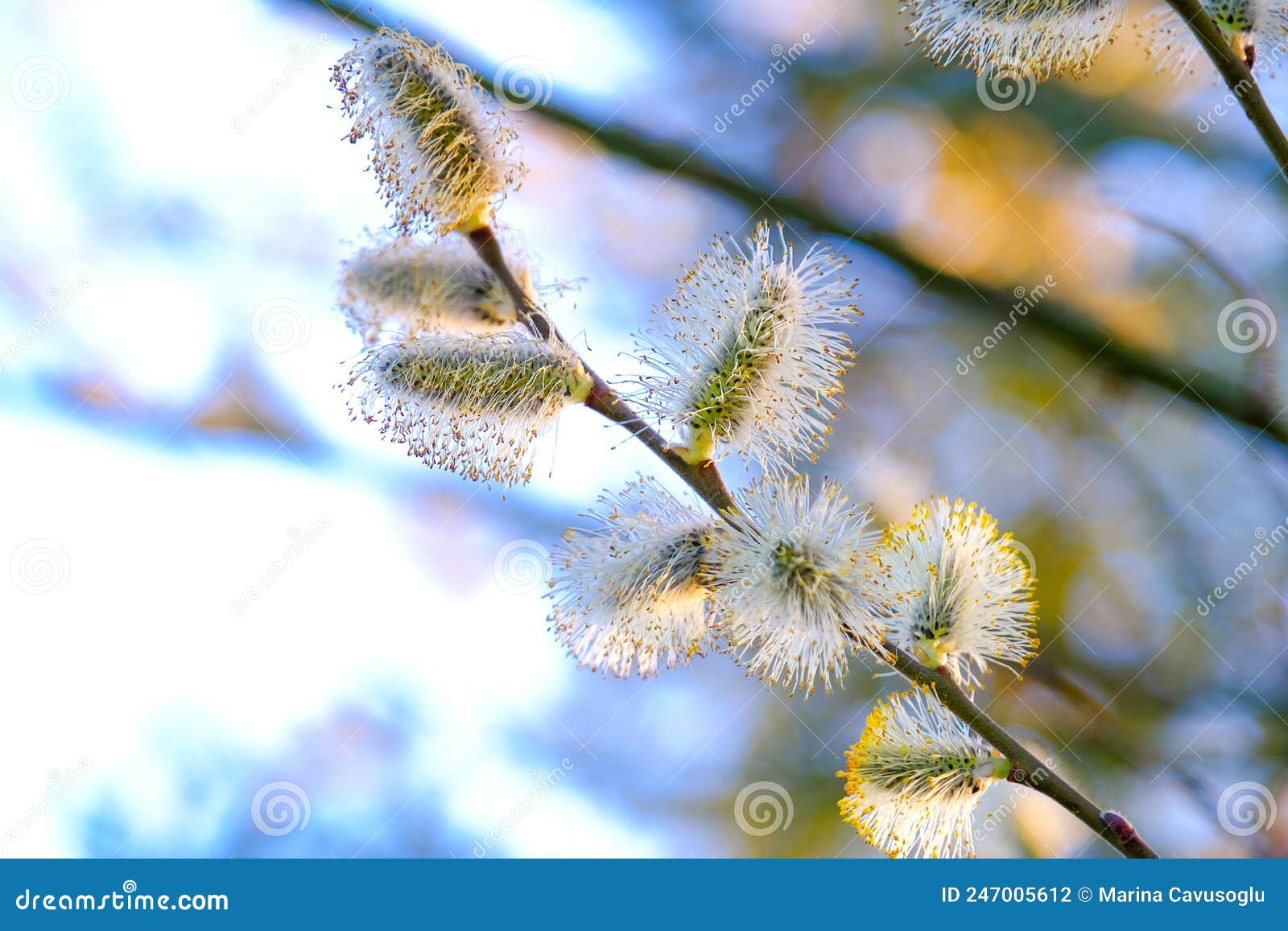 Salix Cinerea or Willow Tree on Blue Sky Background. Stock Photo ...
