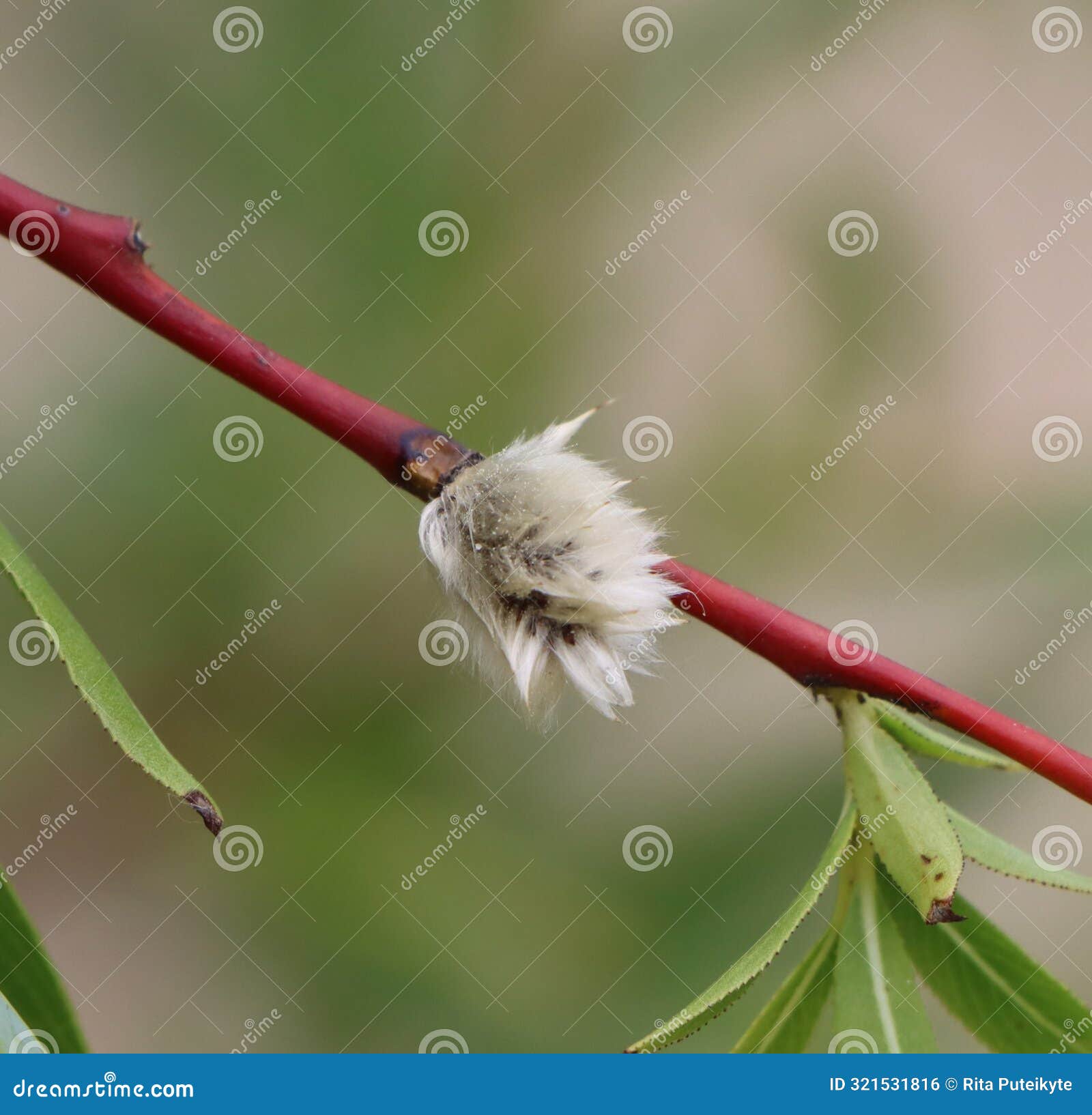 Salix Daphnoides Or European Violet Willow Royalty-Free Stock Image ...