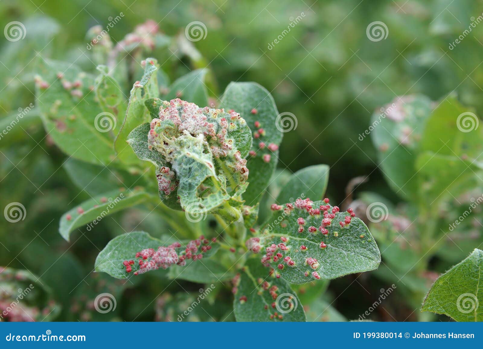 Galls Of A Willow Gall Sawfly, Pontania Proxima Stock Photo ...