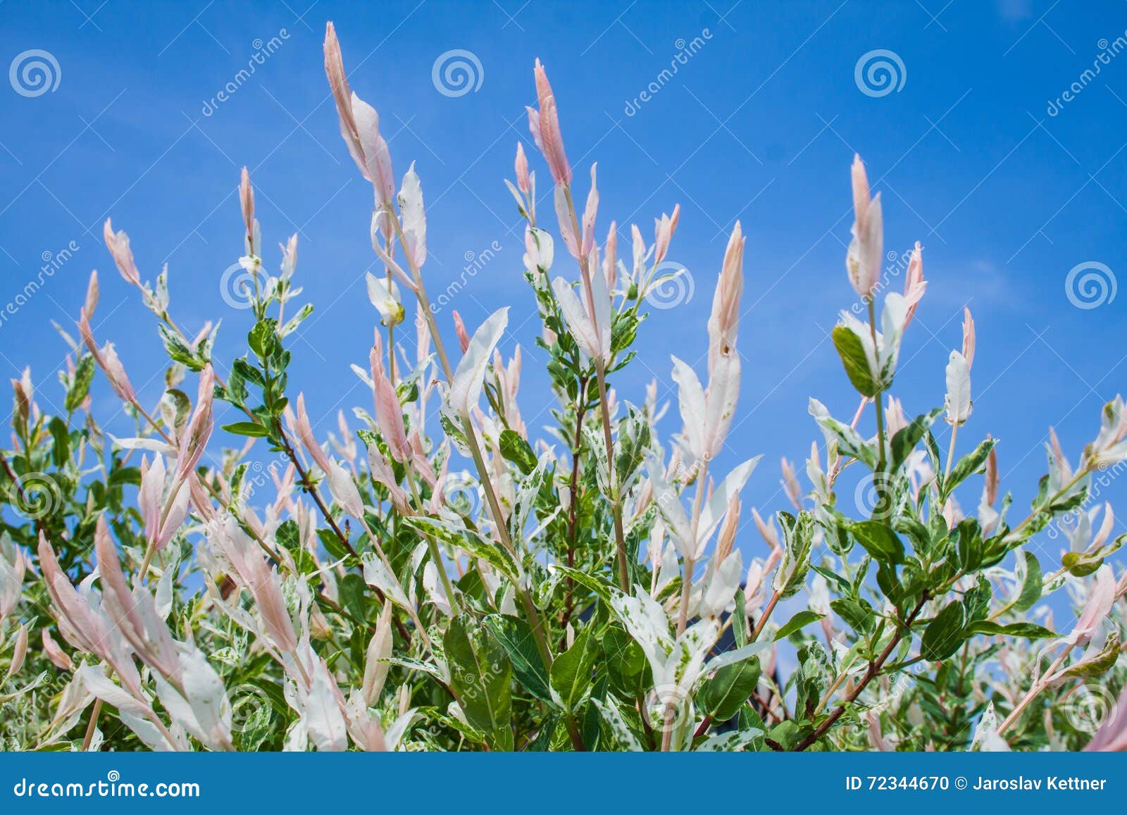 Salix Integra Hakura Nishiki Stock Photo - Image of asia, focus: 72344670
