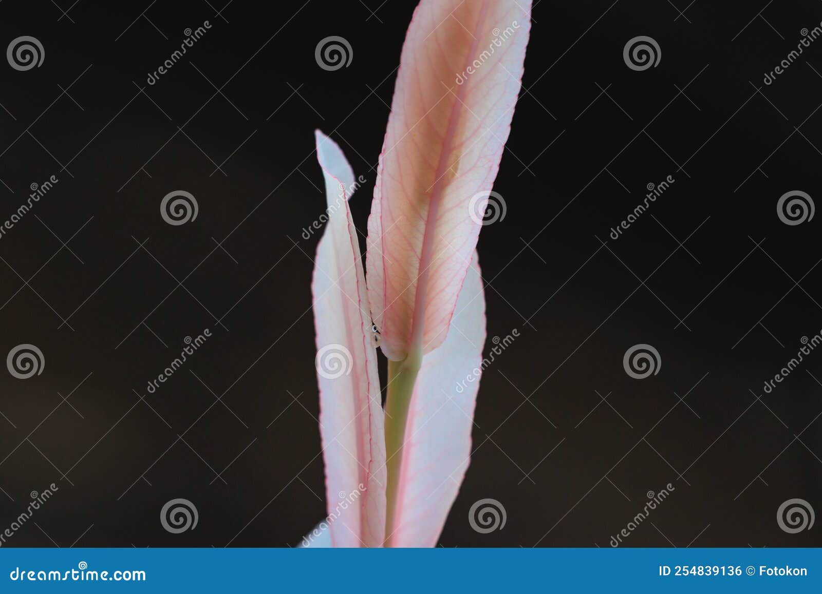 Salix integra willow stock photo. Image of poland, macrophotography ...