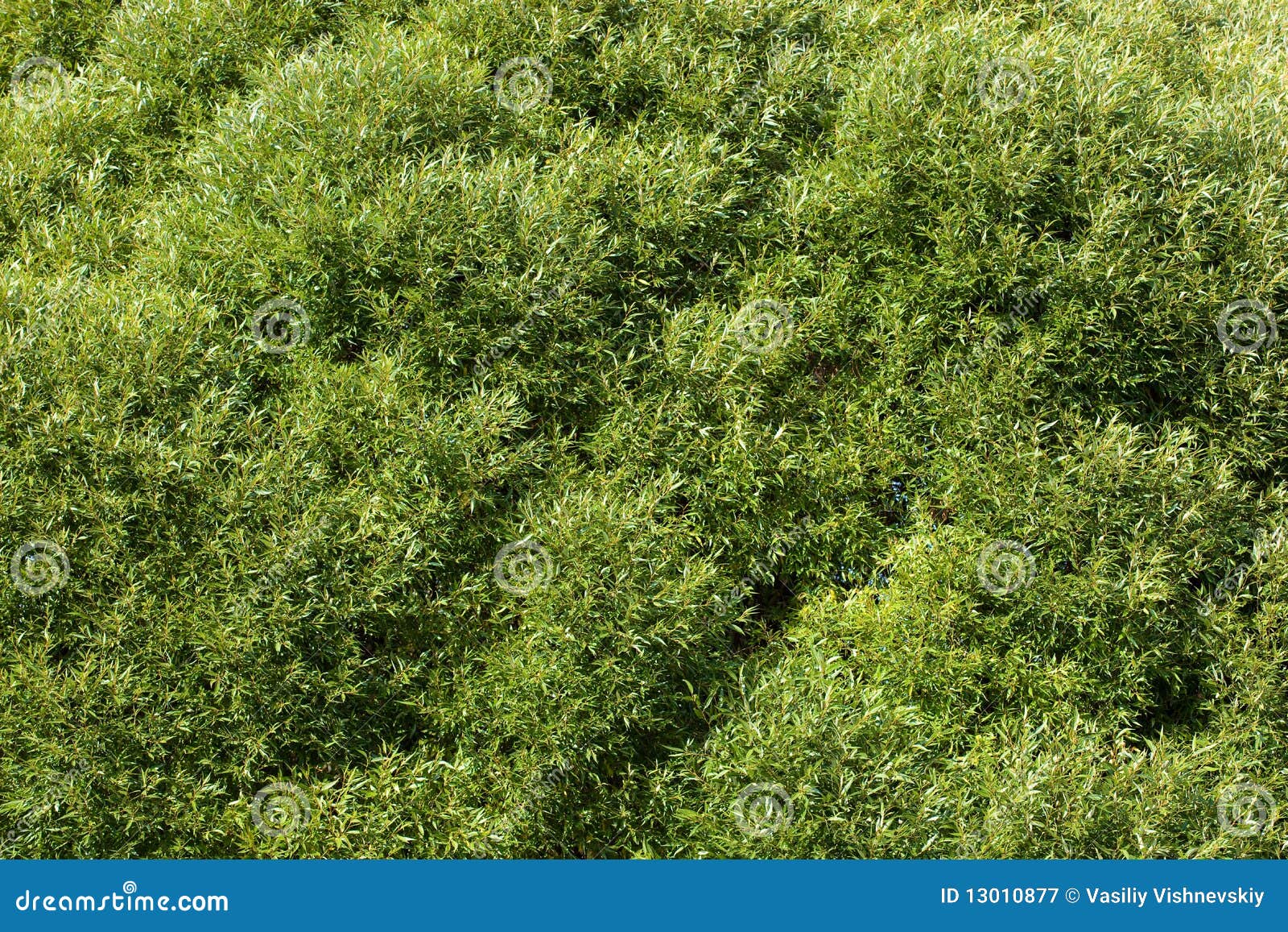 Salix, Willow, Sallow, Osier Stock Image - Image of crown, verdant ...