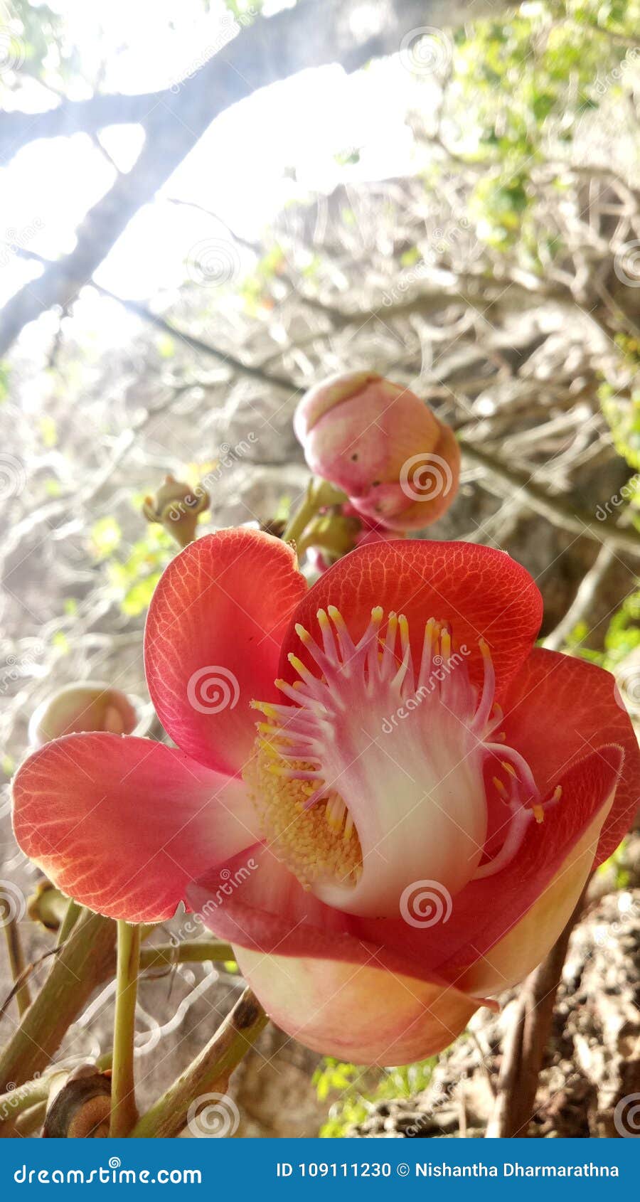 Sall stock photo. Image of flower, natural, sall, tree - 109111230