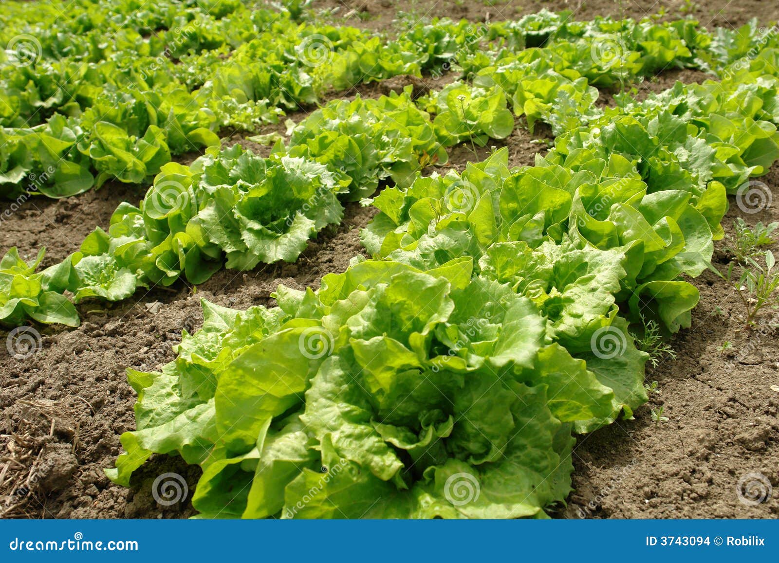 Sallad arkivfoto. Bild av avbrotts, blad, banta, natur - 3743094