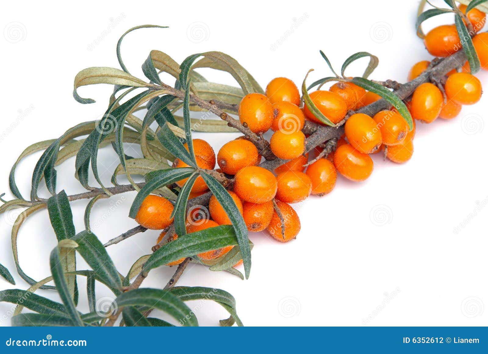 Sallow thorn 04 stock photo. Image of shrub, plant, buckthorn - 6352612