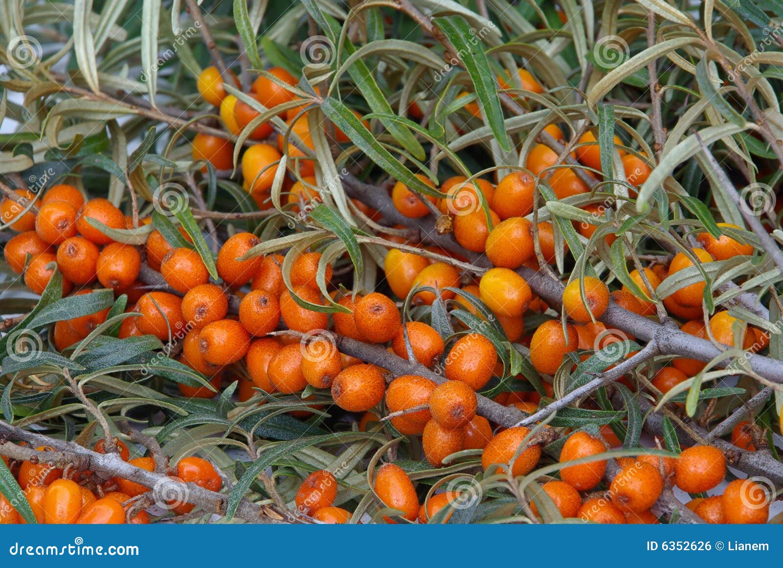 Sallow thorn 07 stock photo. Image of shrub, rhamnoides - 6352626