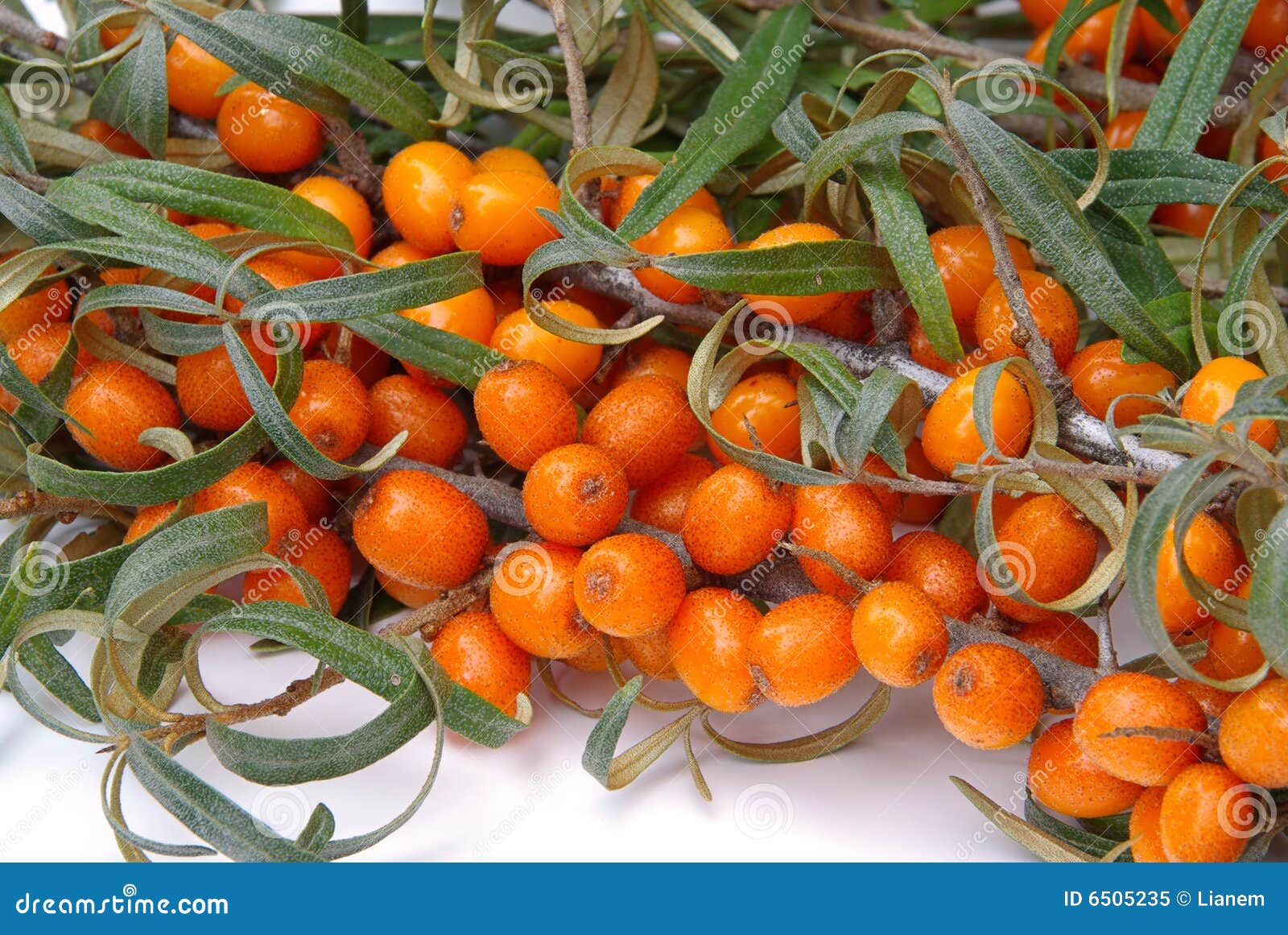 Sallow thorn 09 stock image. Image of brunch, thorn, background - 6505235