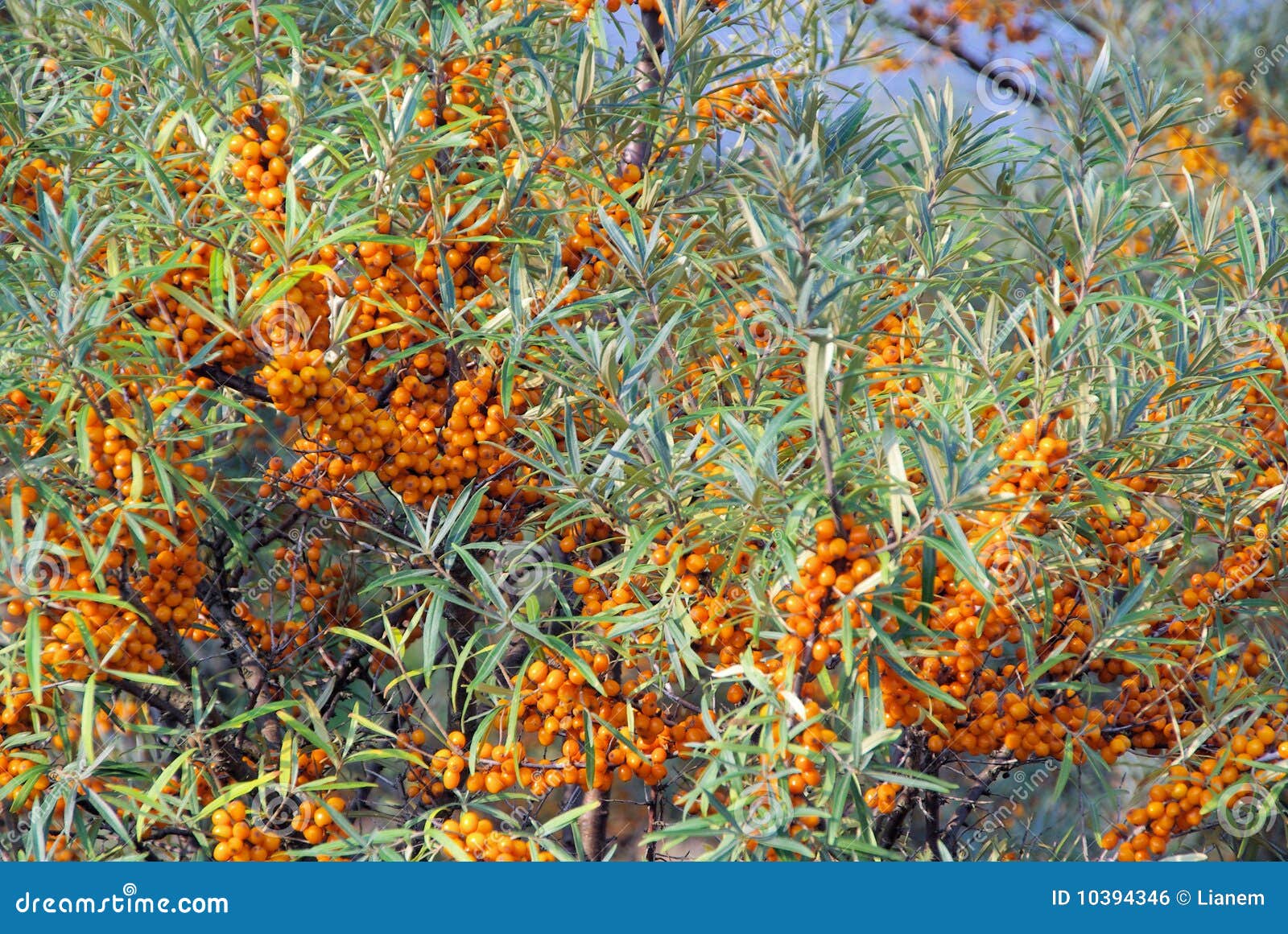 Sallow thorn stock photo. Image of sallow, plant, buckthorn - 10394346