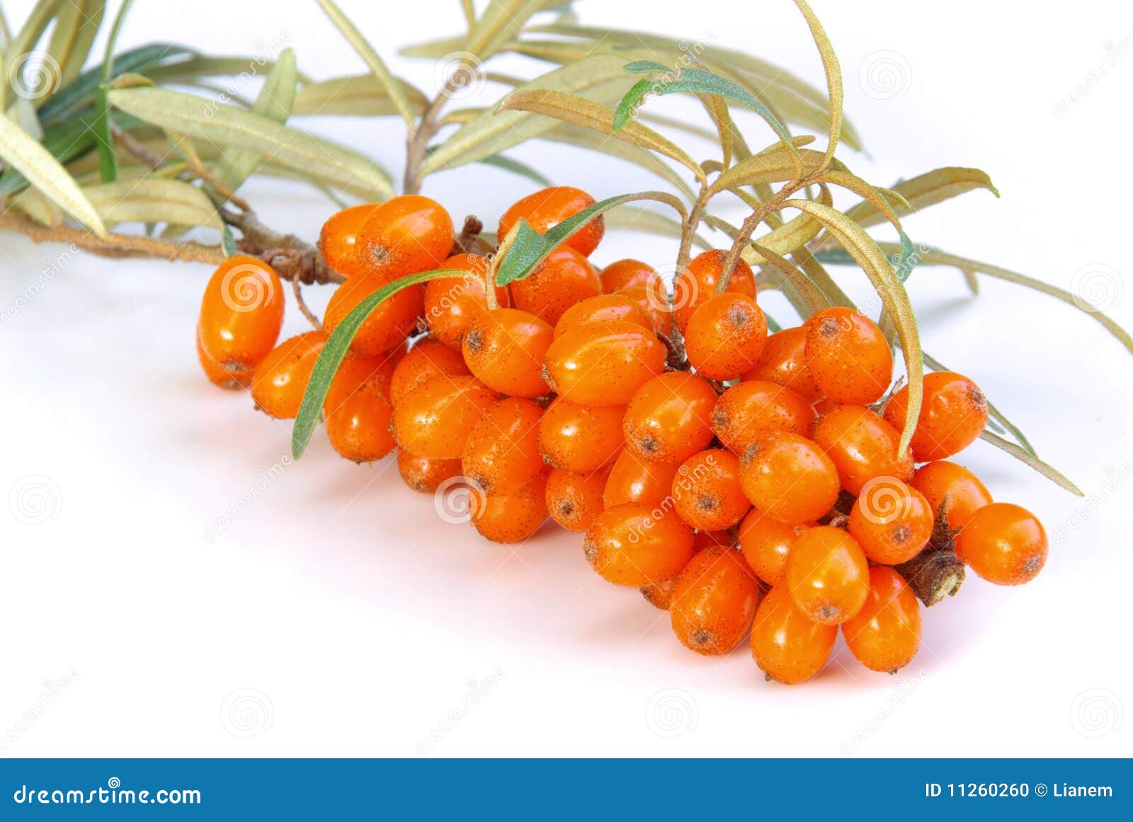 Sallow thorn stock photo. Image of background, vitamin - 11260260