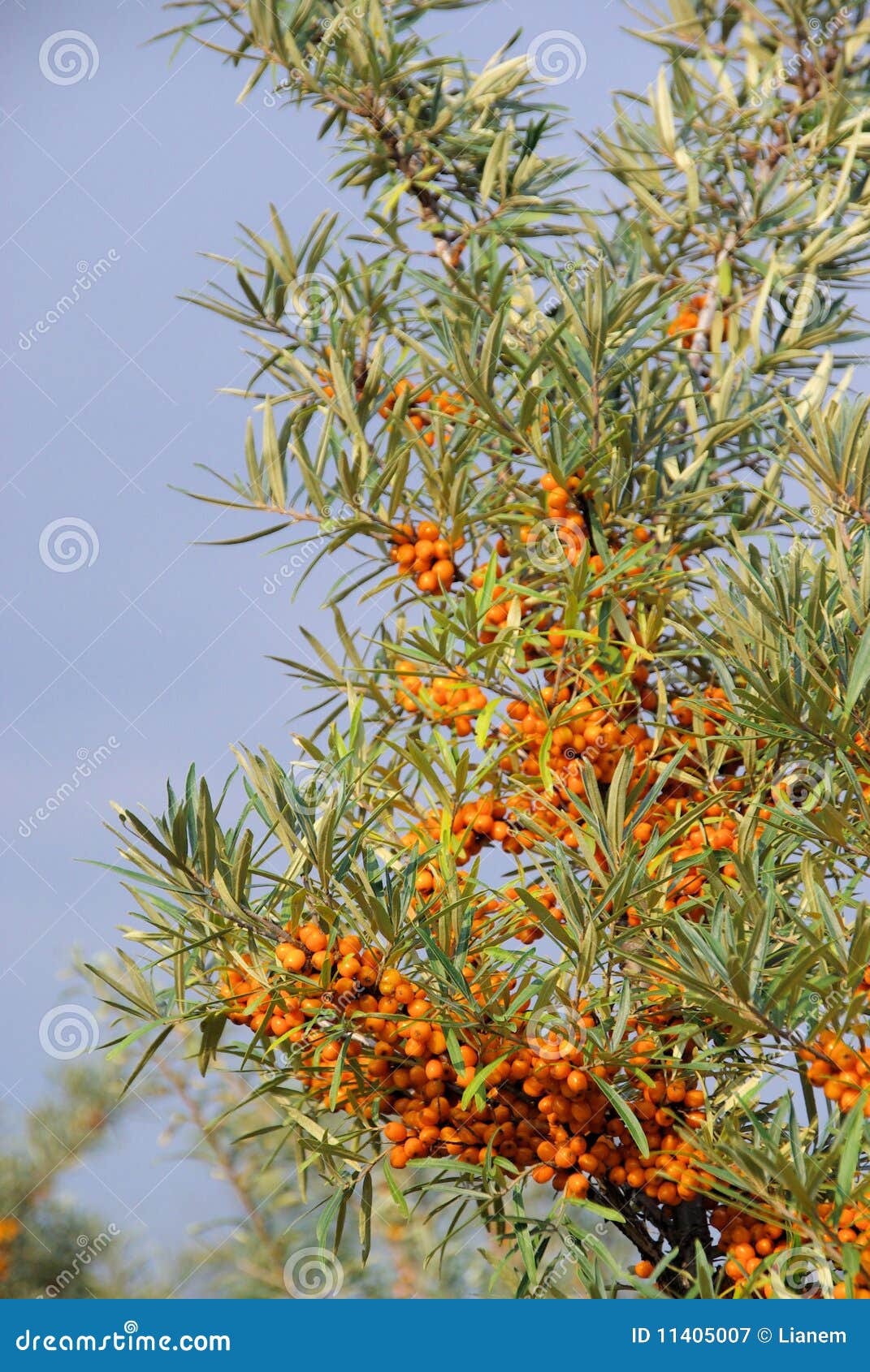 Sallow thorn stock image. Image of shrub, rhamnoides - 11405007