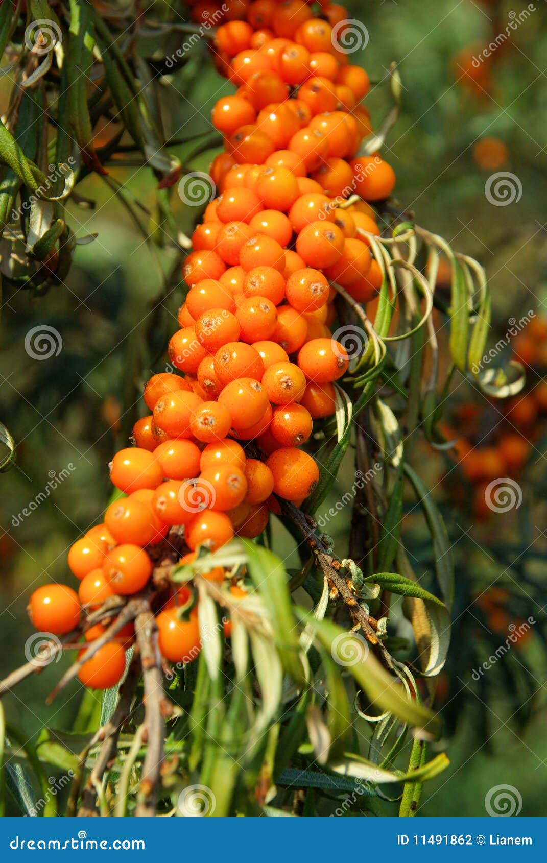 Sallow thorn stock photo. Image of berries, vitamin, wild - 11491862