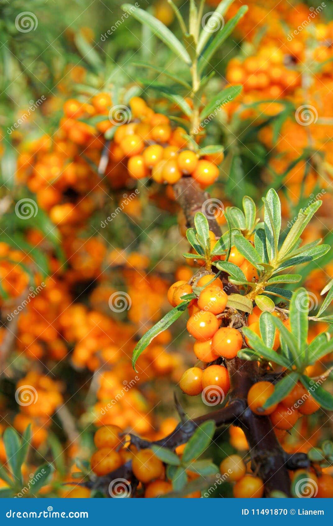 Sallow thorn stock photo. Image of fruits, berries, healthy - 11491870