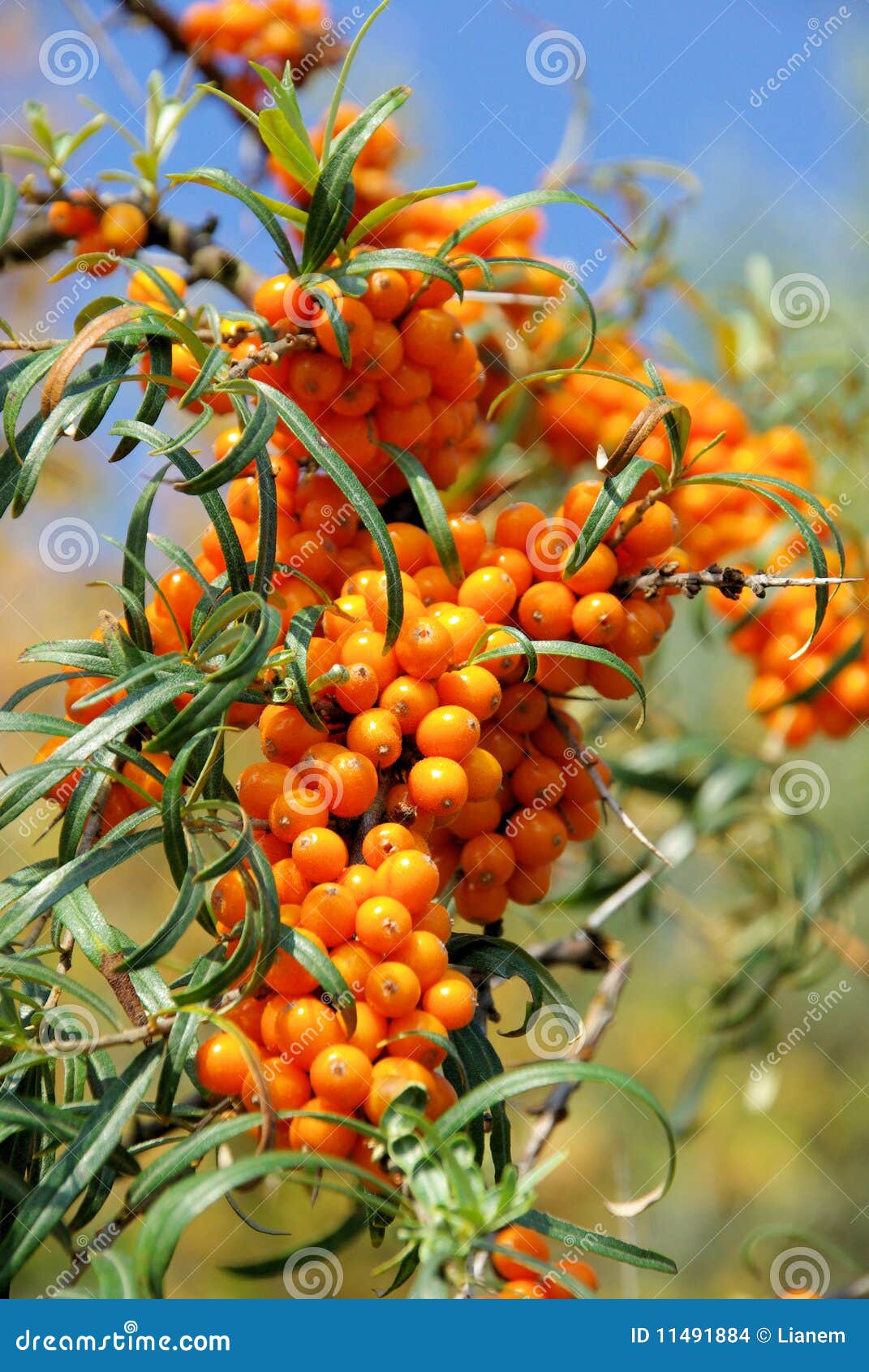 Sallow thorn stock photo. Image of bush, rhamnoides, twig - 11491884
