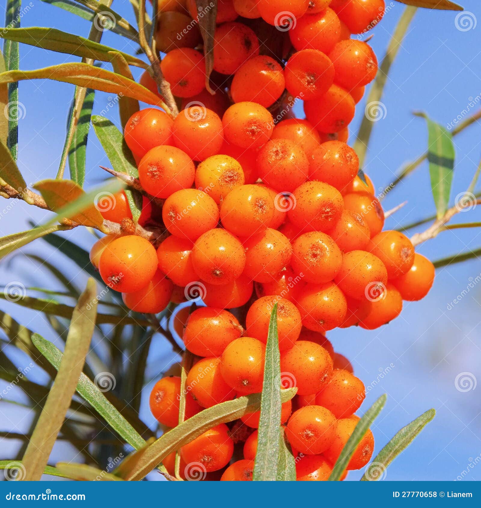 Sallow thorn stock photo. Image of fruit, ripe, hippophae - 27770658
