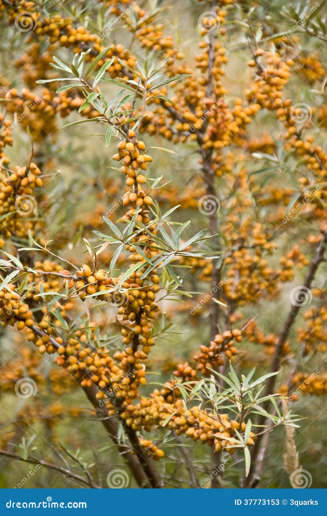 Sallow thorn stock image. Image of berries, botanical - 37773153
