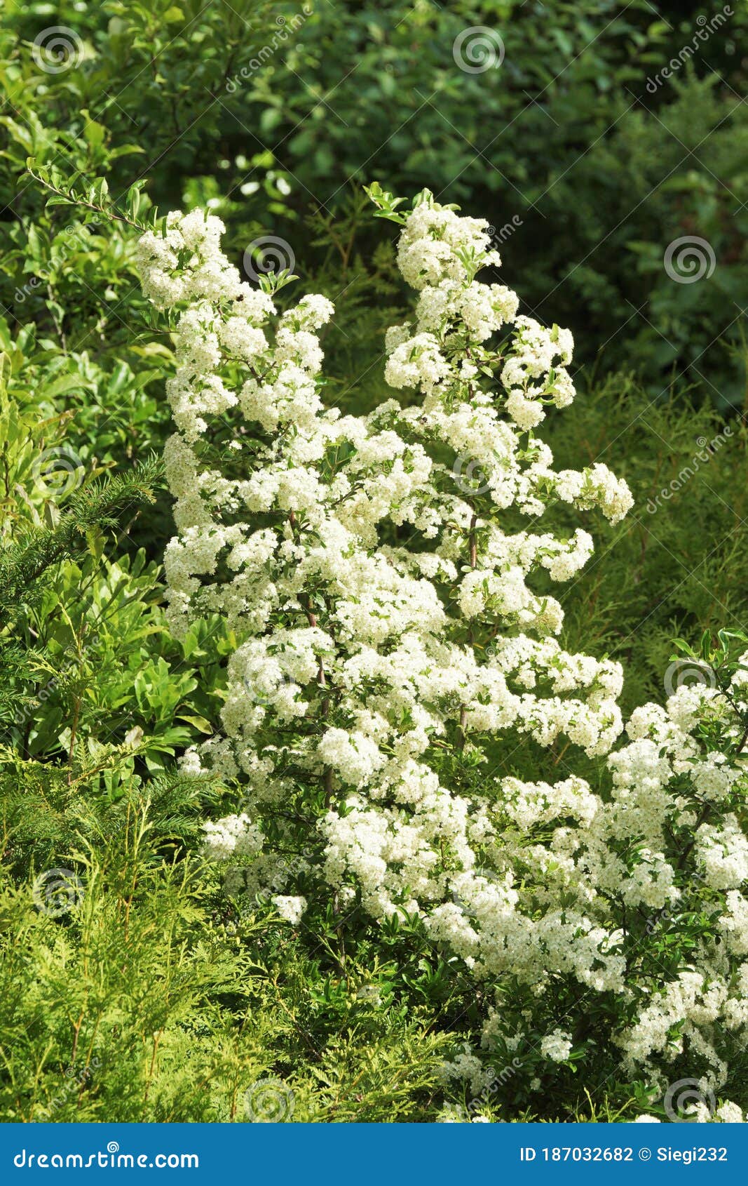 Sallow Thorn - Hippophae Rhamnoides Stock Photo - Image of flower ...
