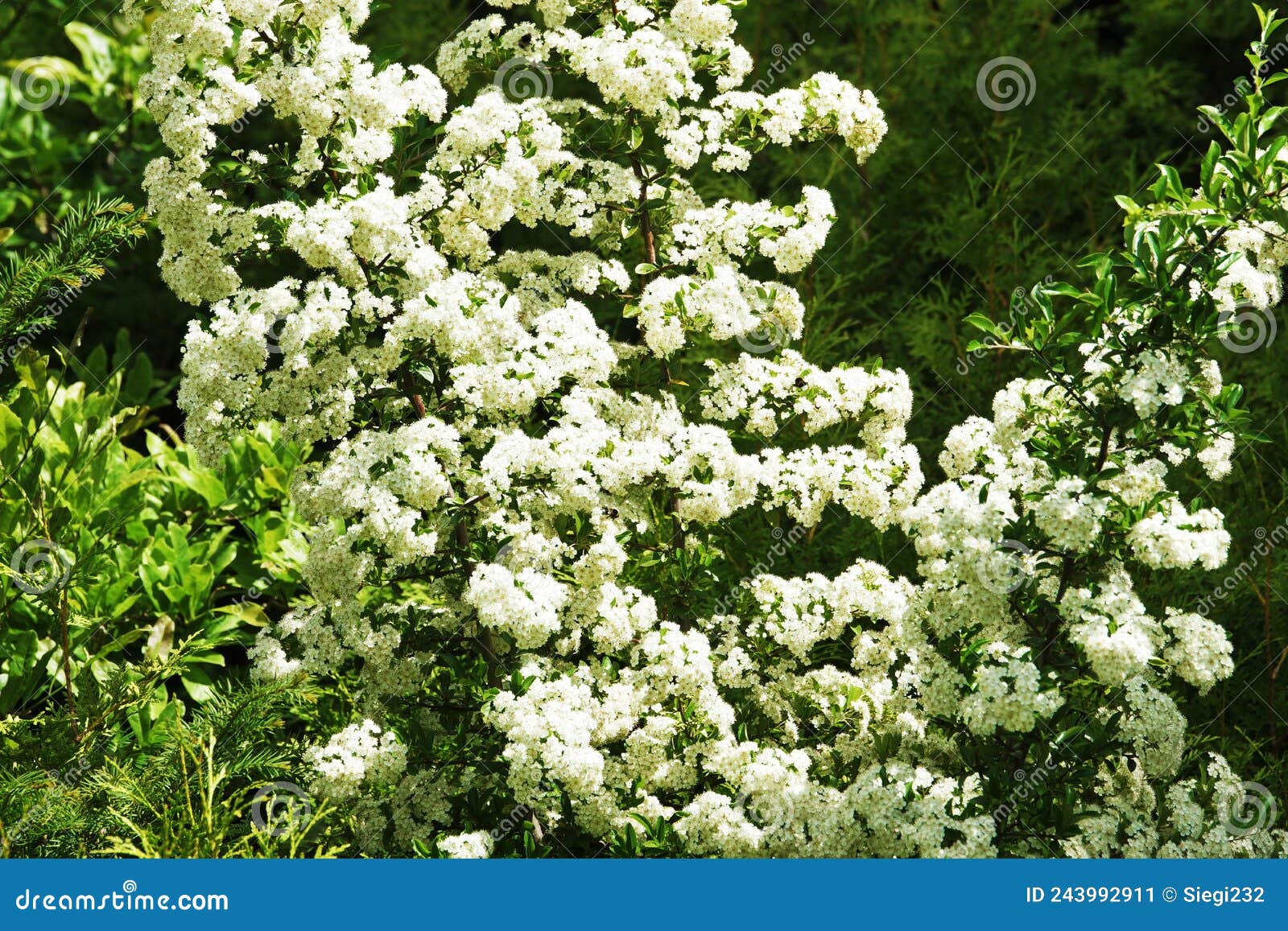 Sallow Thorn - Hippophae Rhamnoides Stock Image - Image of bush ...
