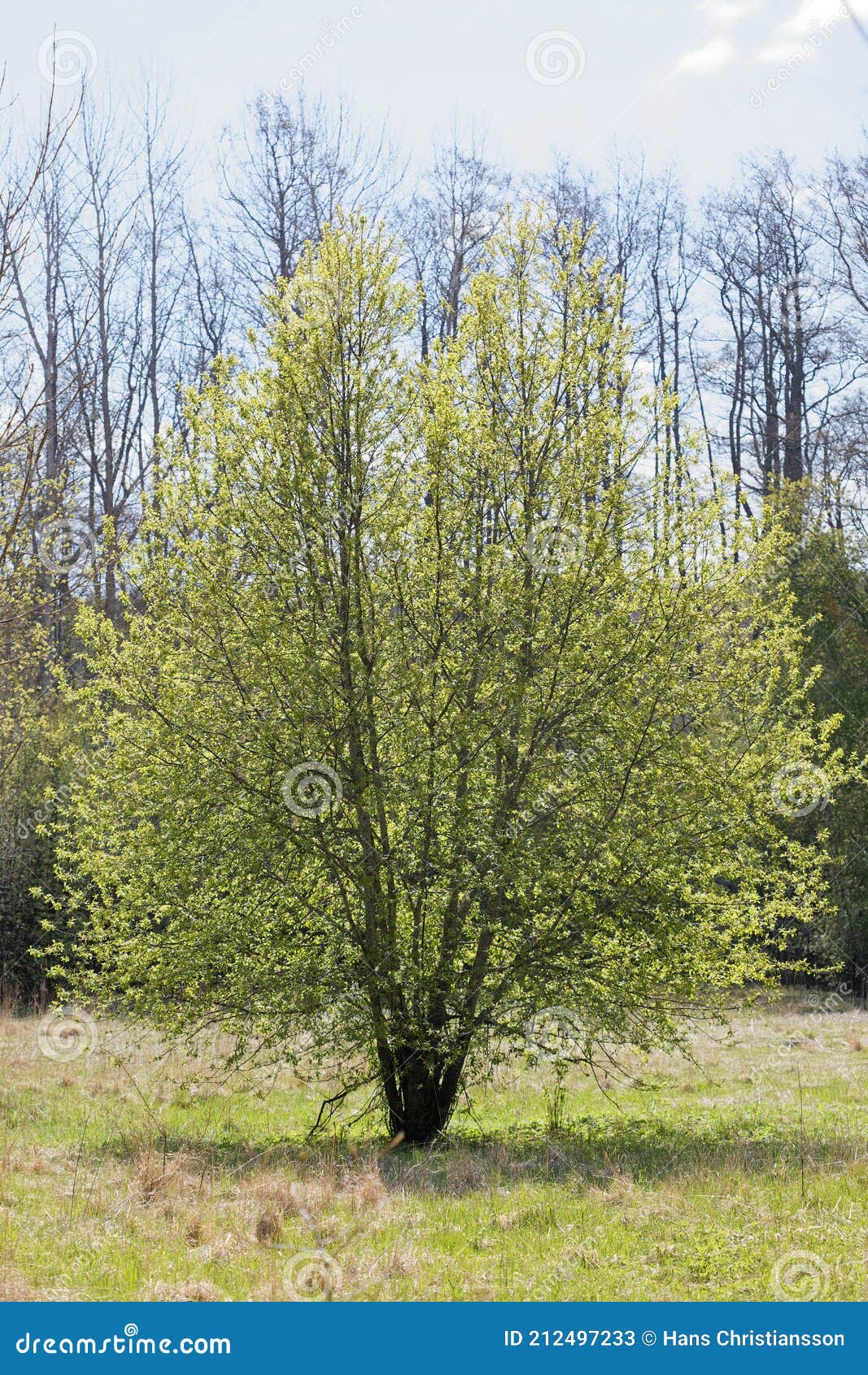 Sallow Tree Tree with Glowing Bright Green Leafs during Spring, Blue ...