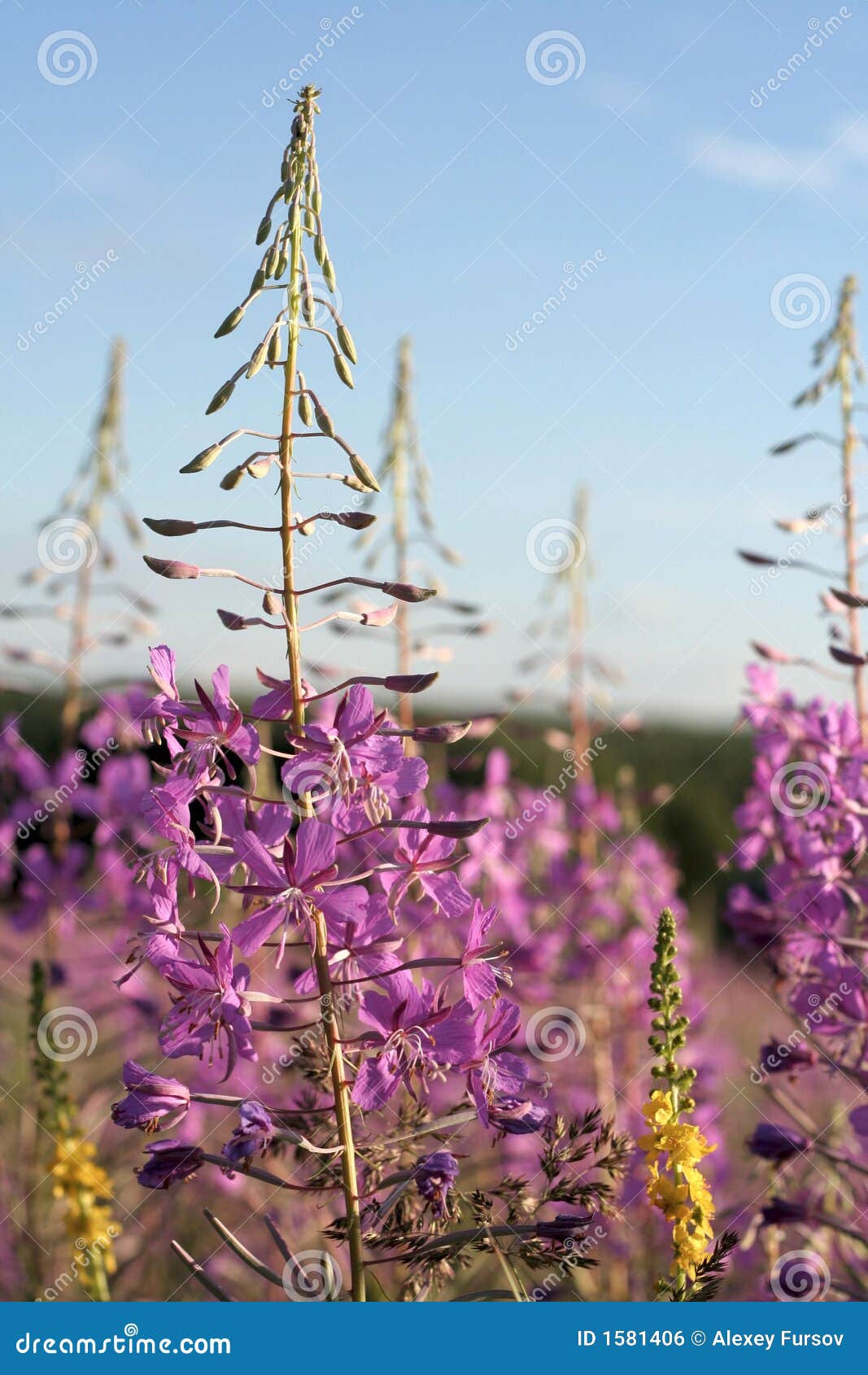 Sally-bloom stock photo. Image of pigweed, firetop, willowweed - 1581406