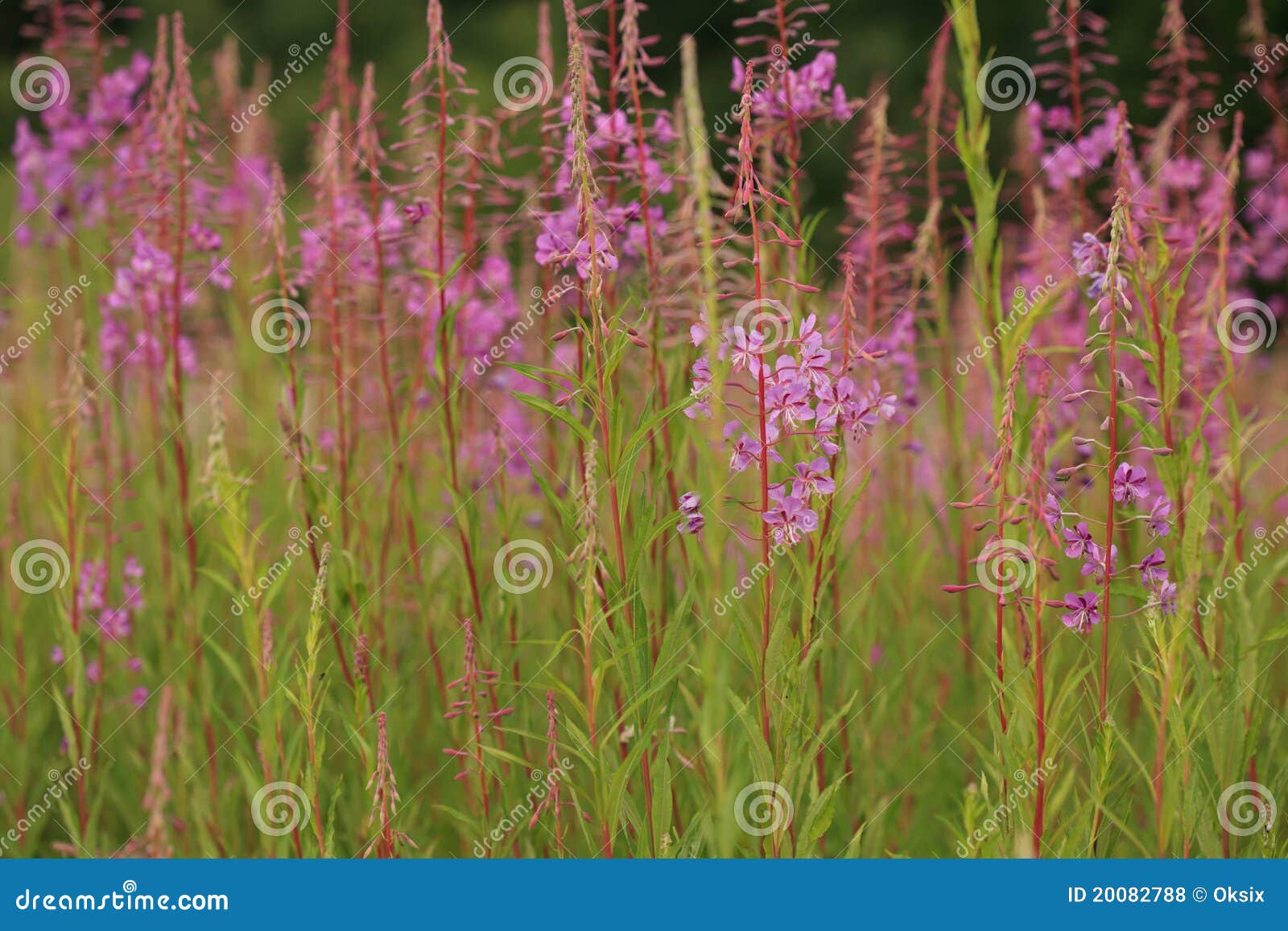 Sally-bloom stock photo. Image of closeup, outdoor, close - 20082788