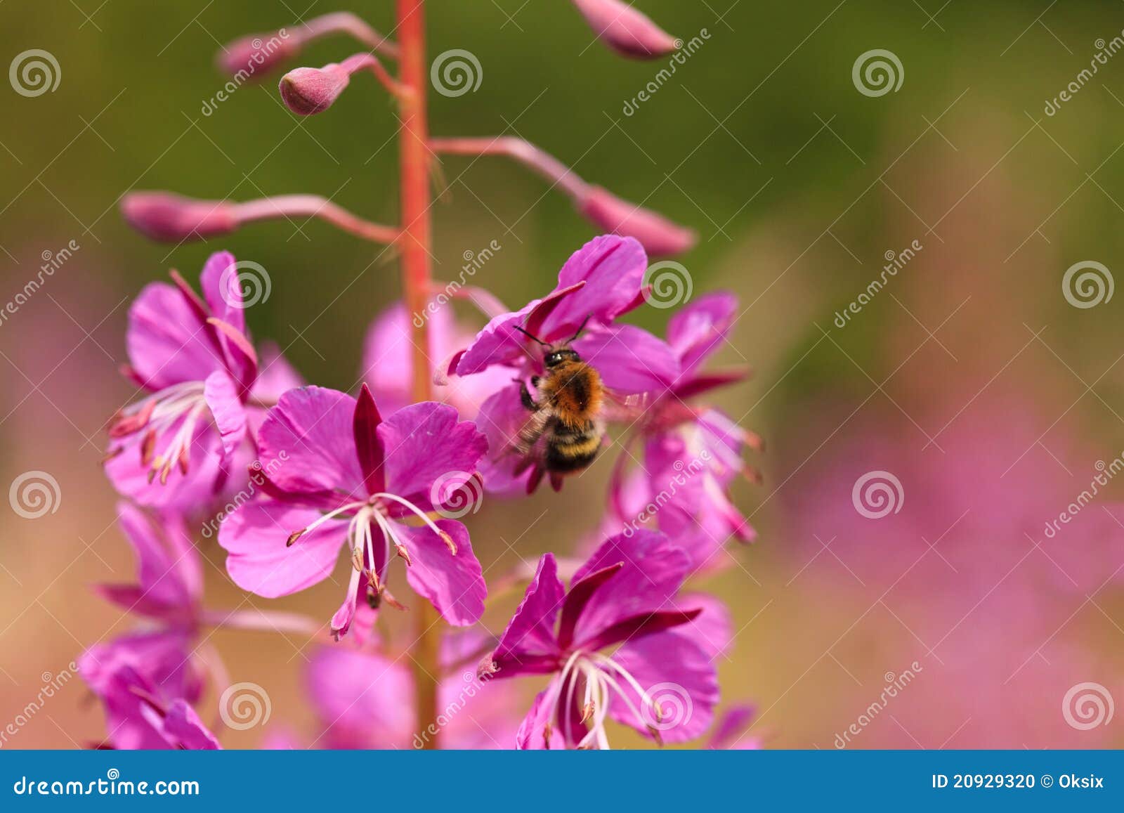 Sally-bloom stock photo. Image of angustifolium, environment - 20929320