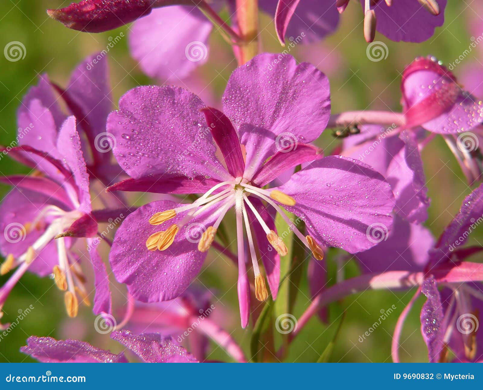 Sally-bloom stock photo. Image of rain, flores, plant - 9690832