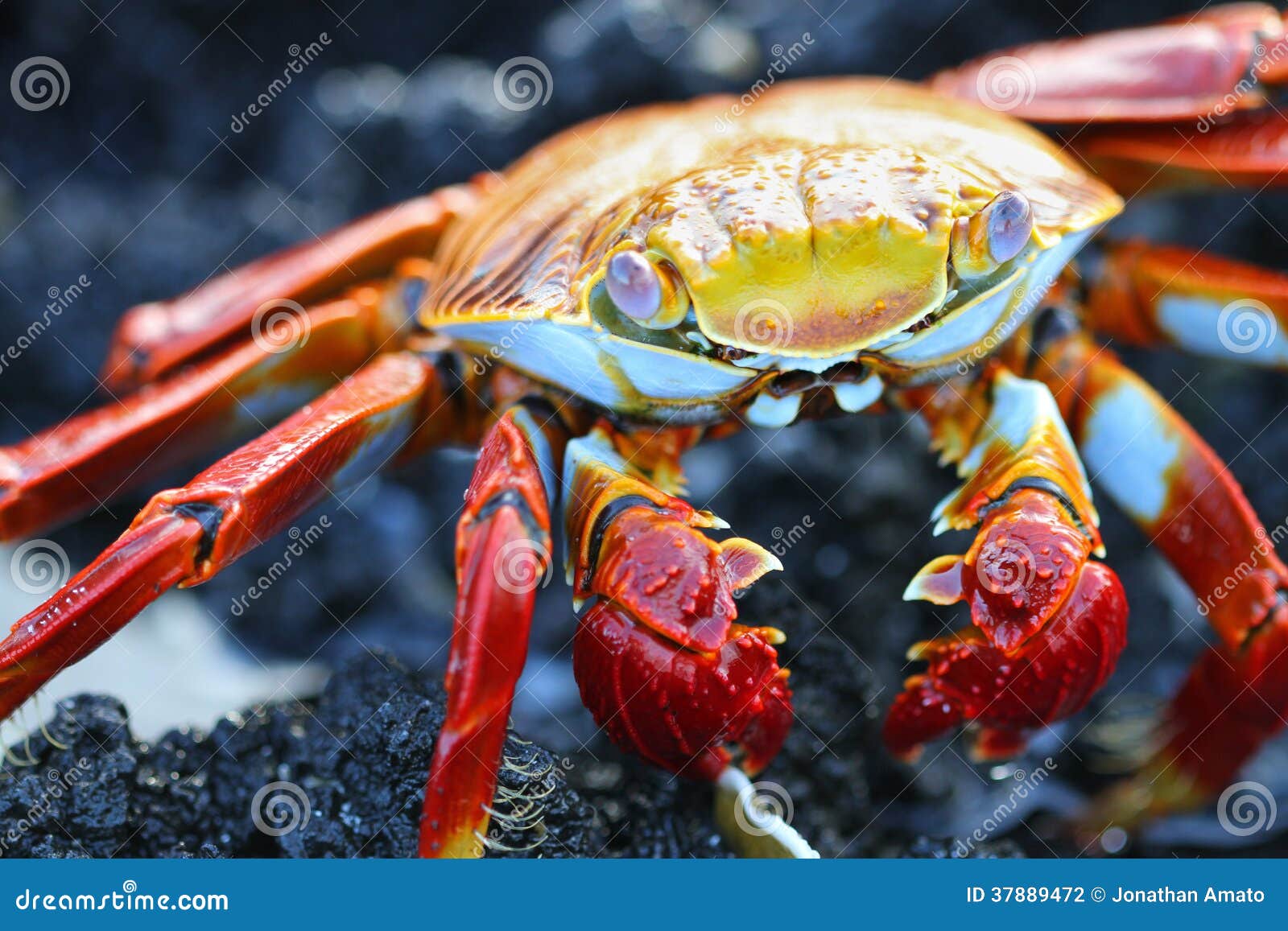 Sally Light-foot Crab stock photo. Image of lava, macro - 37889472