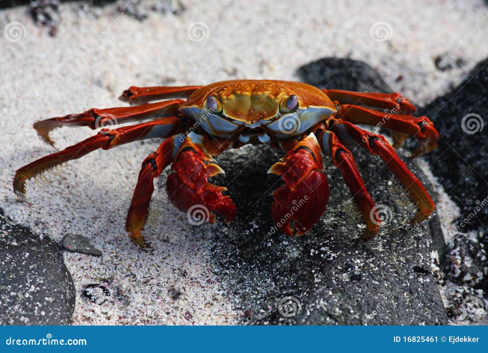 Sally Lightfoot Crab, Galapagos Stock Image - Image of krab, galapagos ...