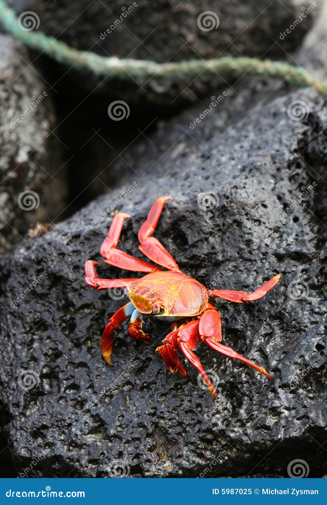 Sally Lightfoot Crab on Volcanic Rock Stock Image - Image of grapsus ...