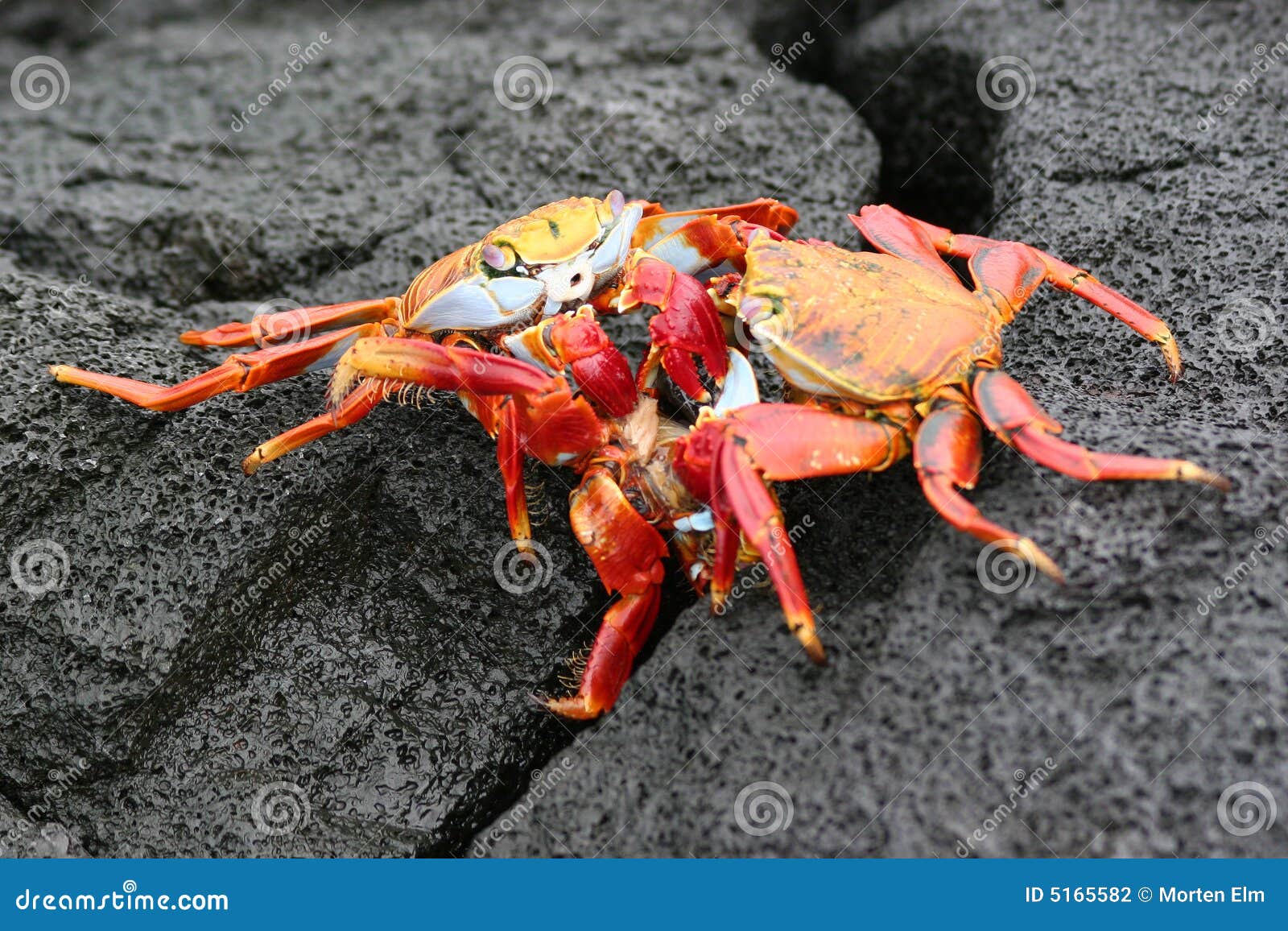 Sally Lightfoot Crabs, Galapagos Stock Photo - Image of attractions ...