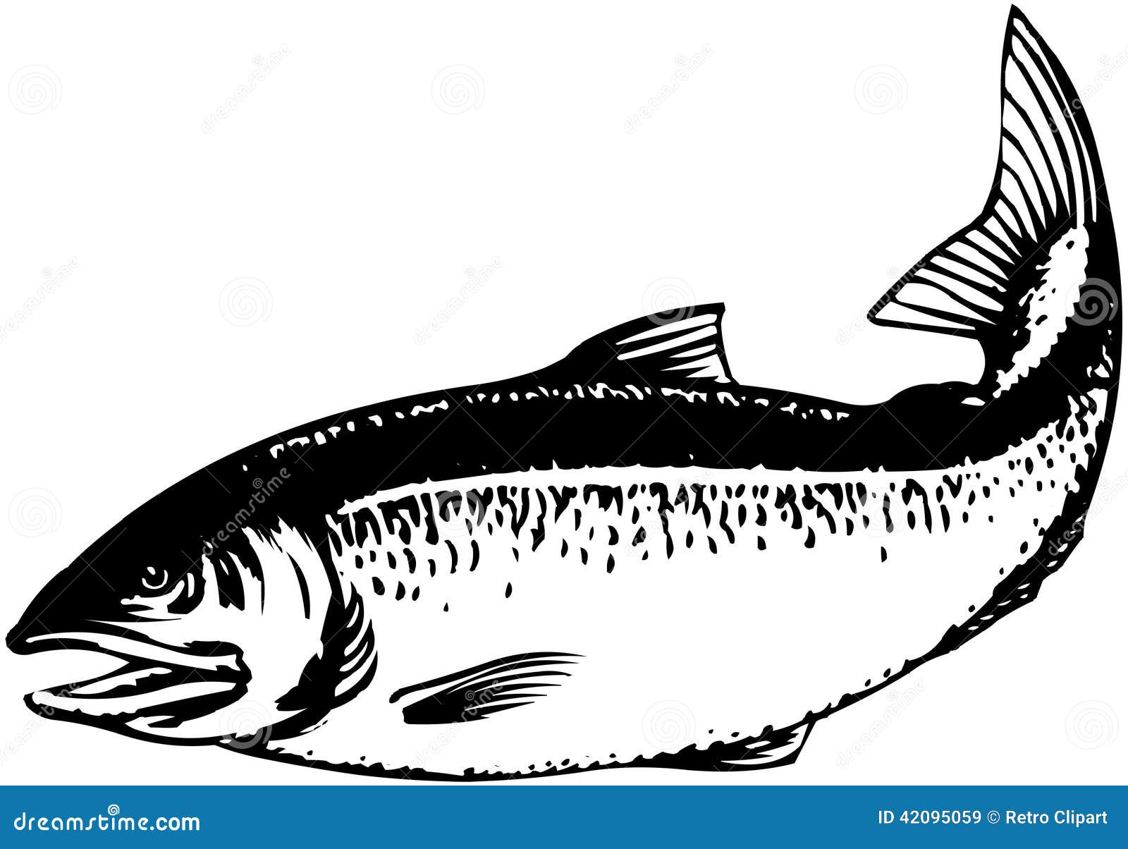 Salmon stock vector. Illustration of forties, nostalgia - 42095059