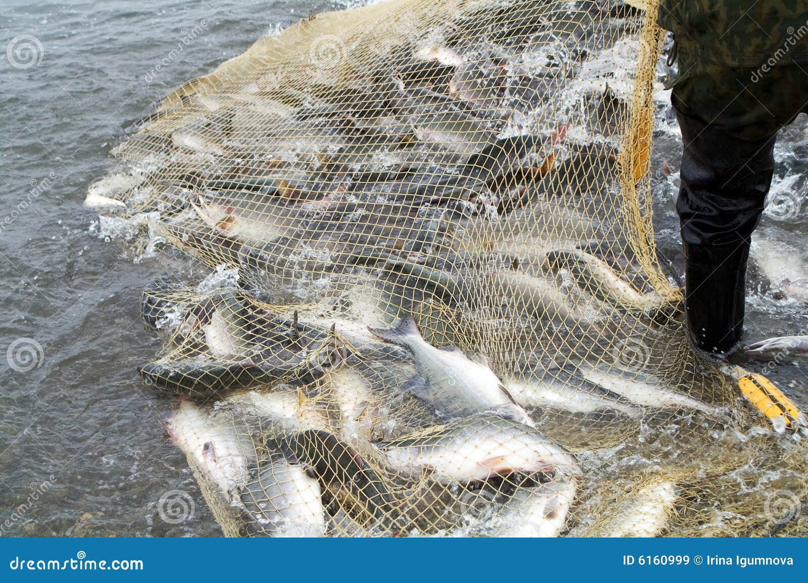 Salmon stock image. Image of fishing, fresh, netting, nets - 6160999