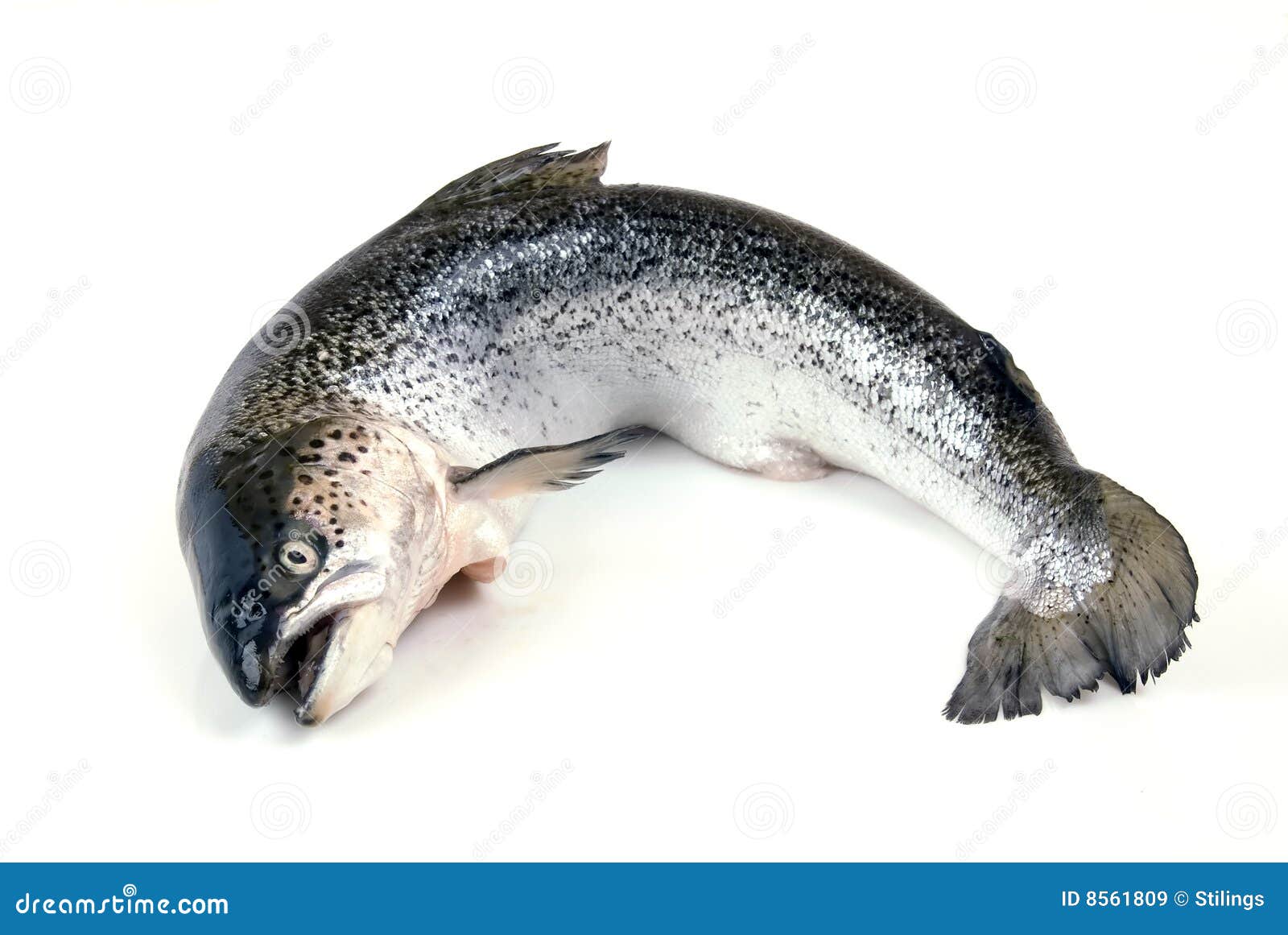 Salmon stock image. Image of freshness, cuisine, asparagus - 8561809