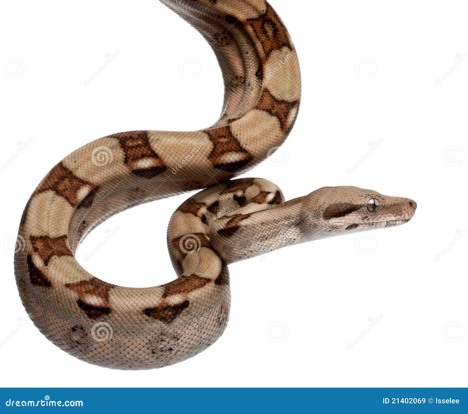 Salmon Boa Constrictor, Boa Constrictor Stock Image - Image of shot ...