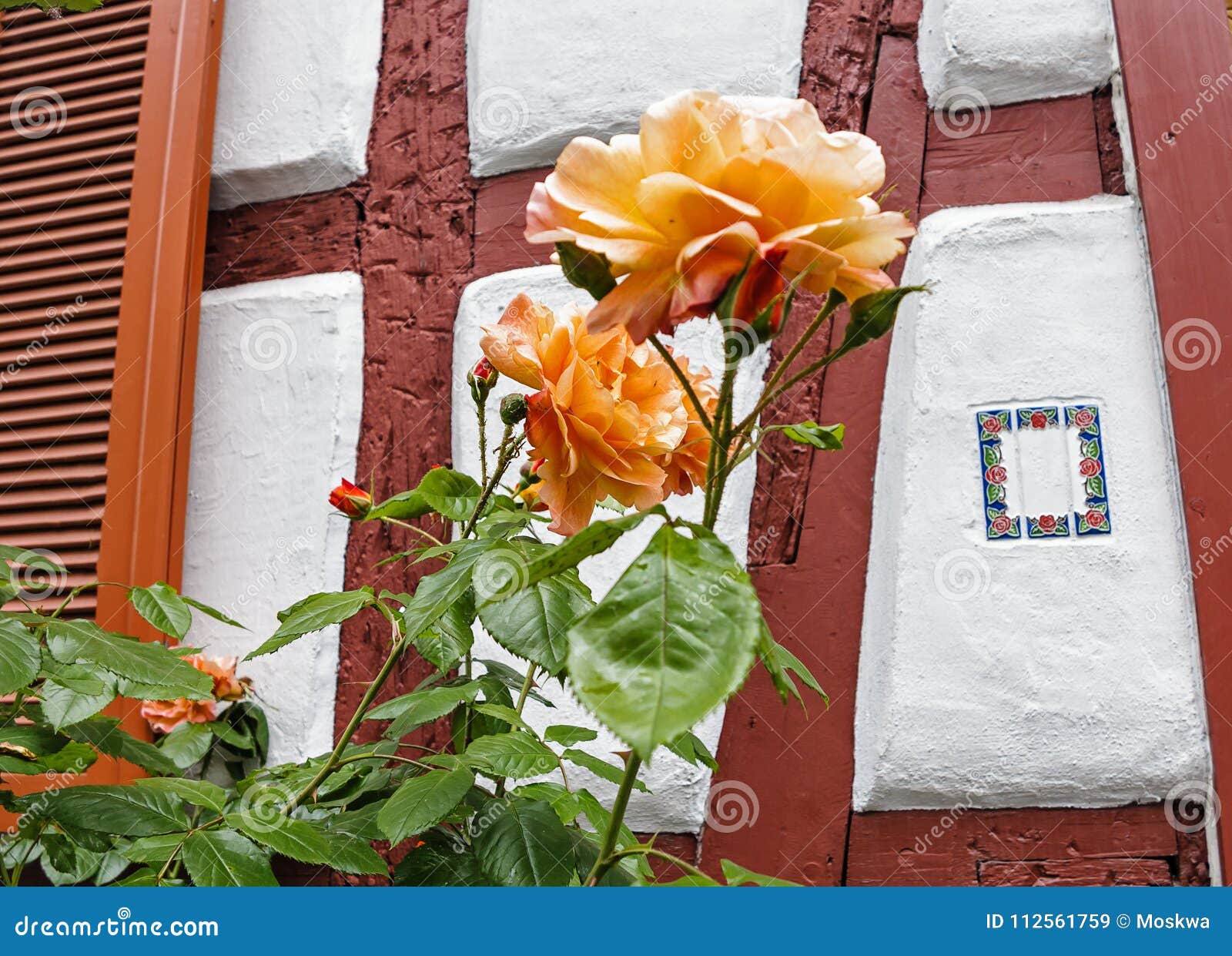 Salmon-colored Climbing Roses Against House Wall Stock Image - Image of ...