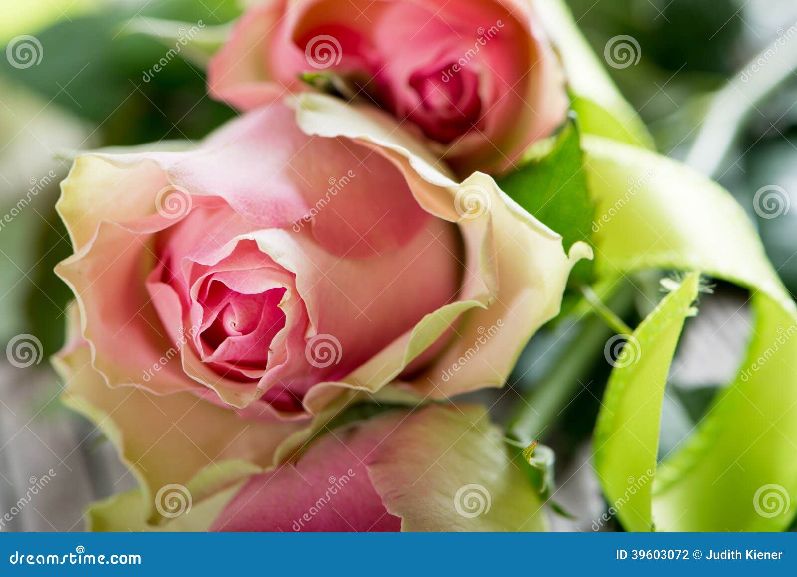 Salmon-colored roses stock photo. Image of love, rose - 39603072