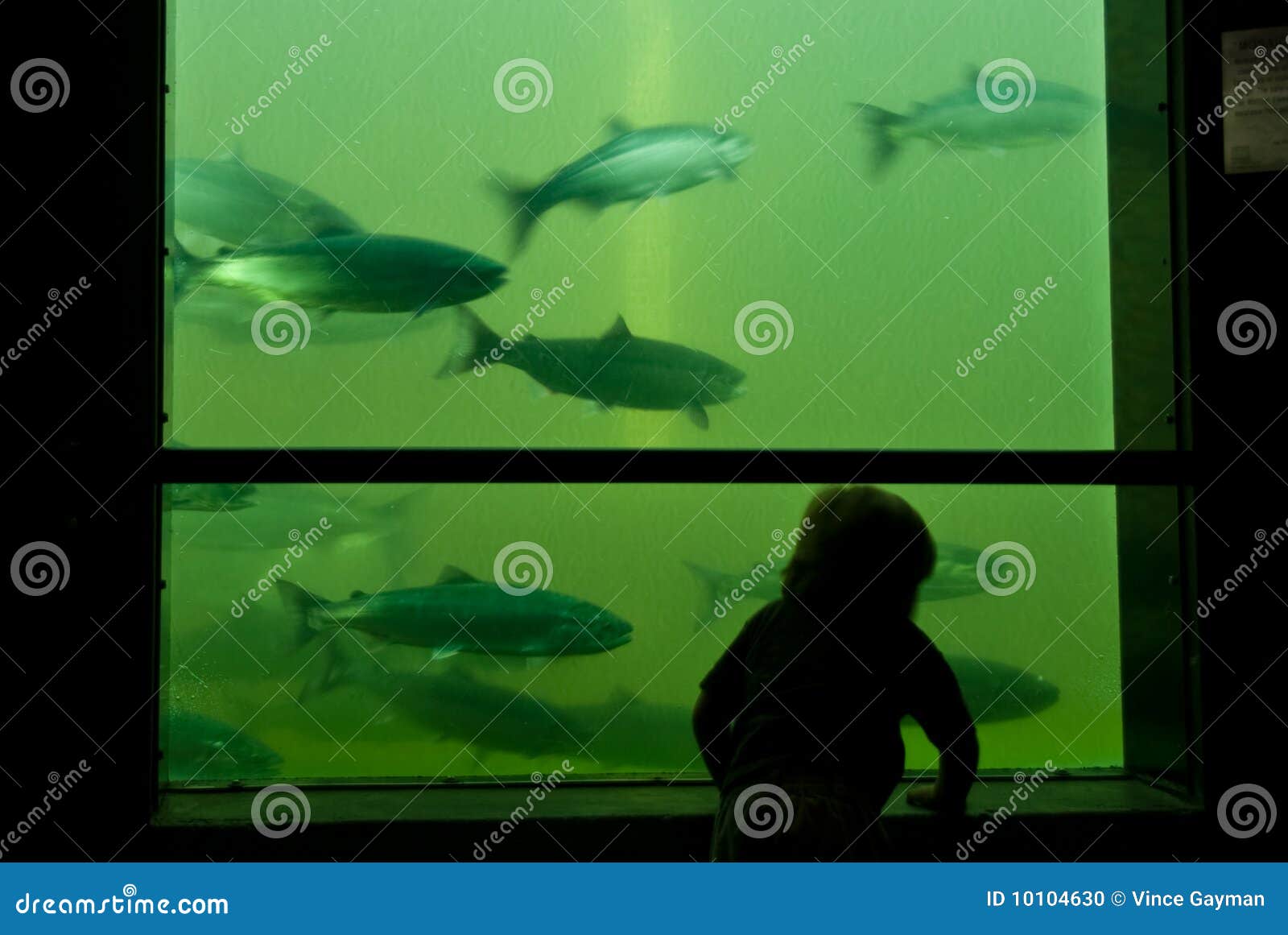 Salmon counter stock photo. Image of seattle, ballard - 10104630