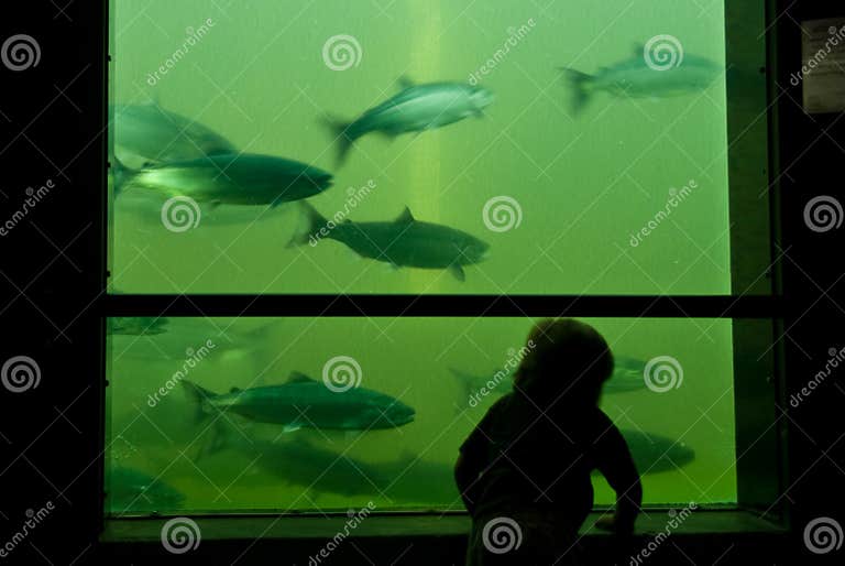 Salmon counter stock photo. Image of seattle, ballard - 10104630